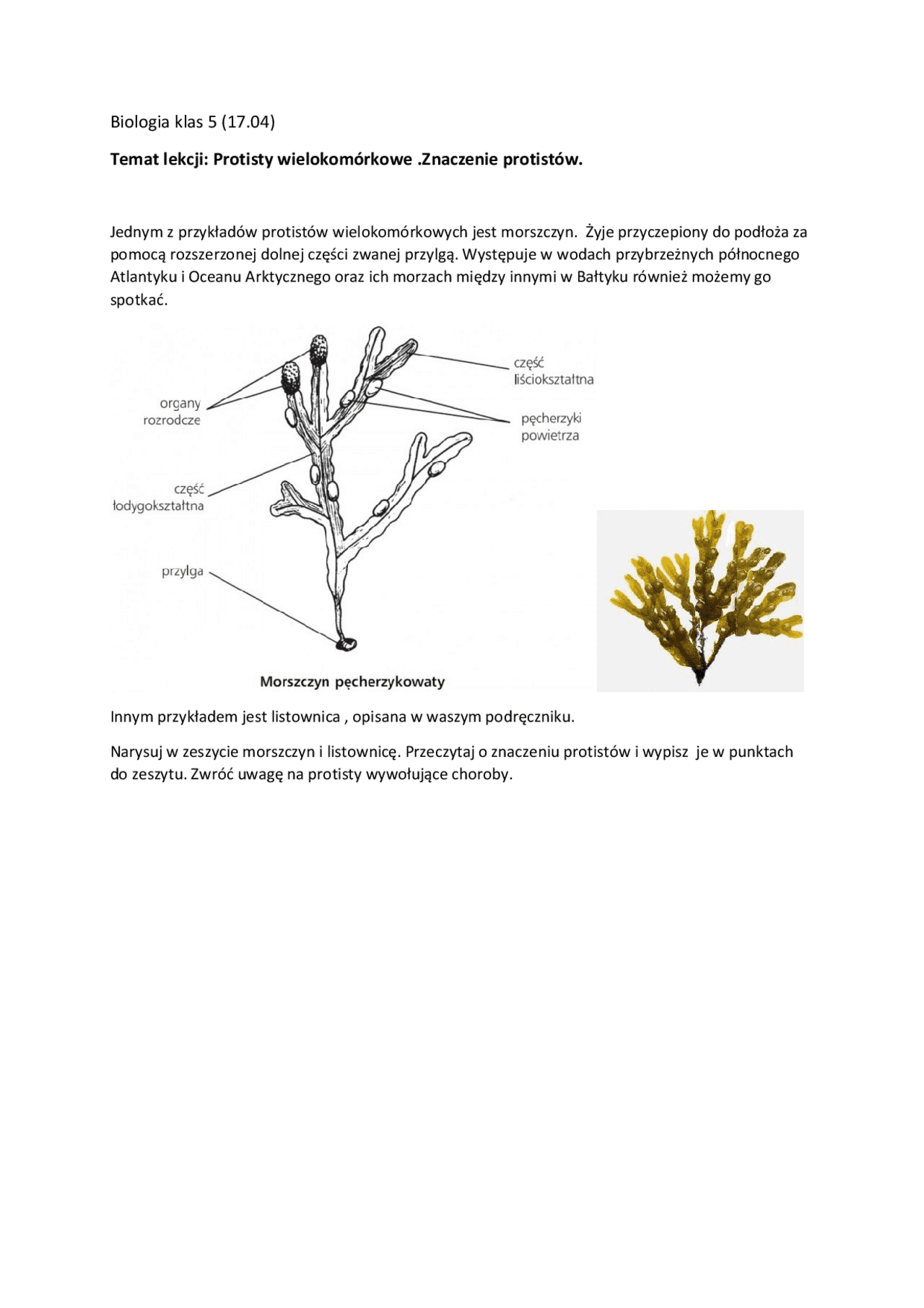 Biologia klas 5 (17.04) Temat lekcji: Protisty wielokomórkowe ...