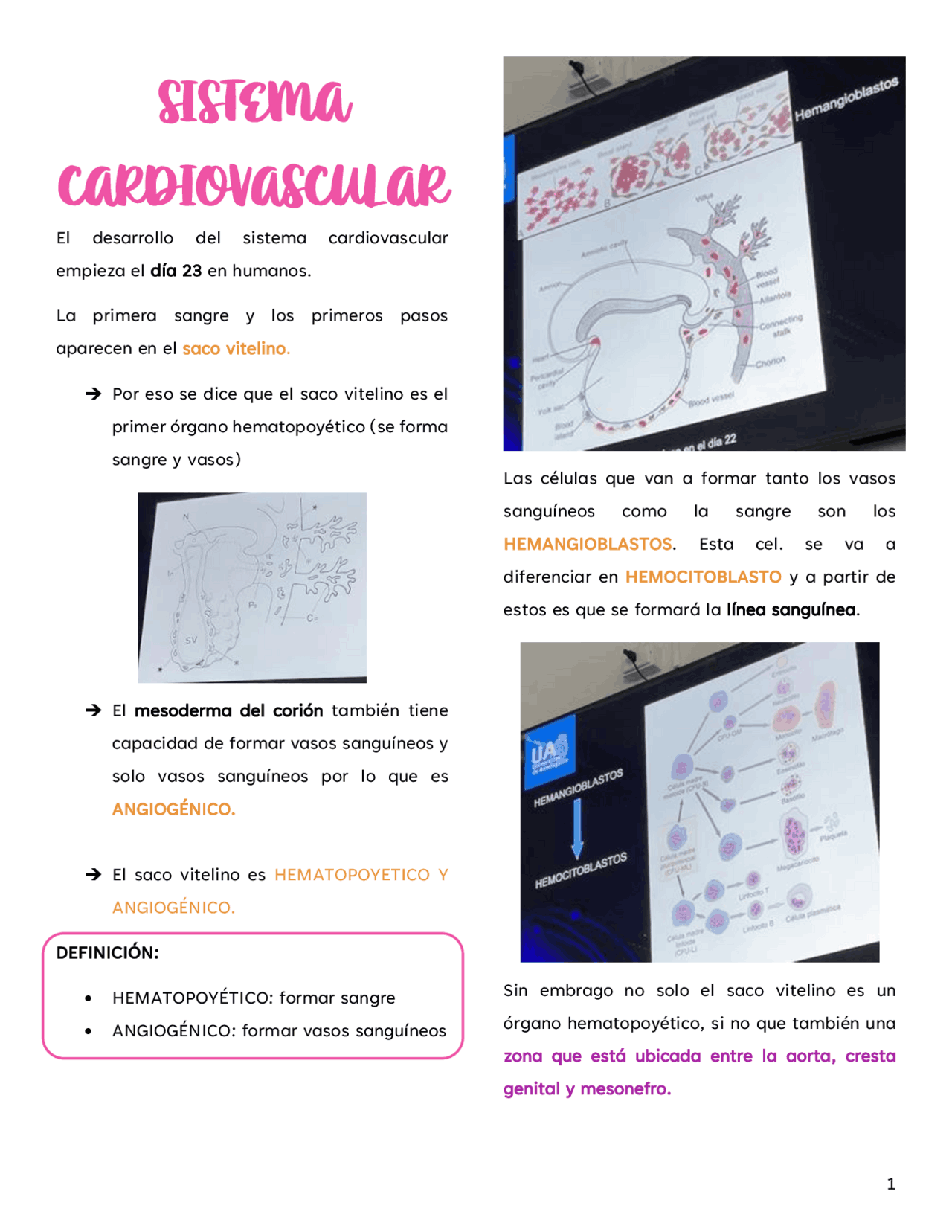 Desarrollo Del Sistema Cardiovascular En Humanos Apuntes De