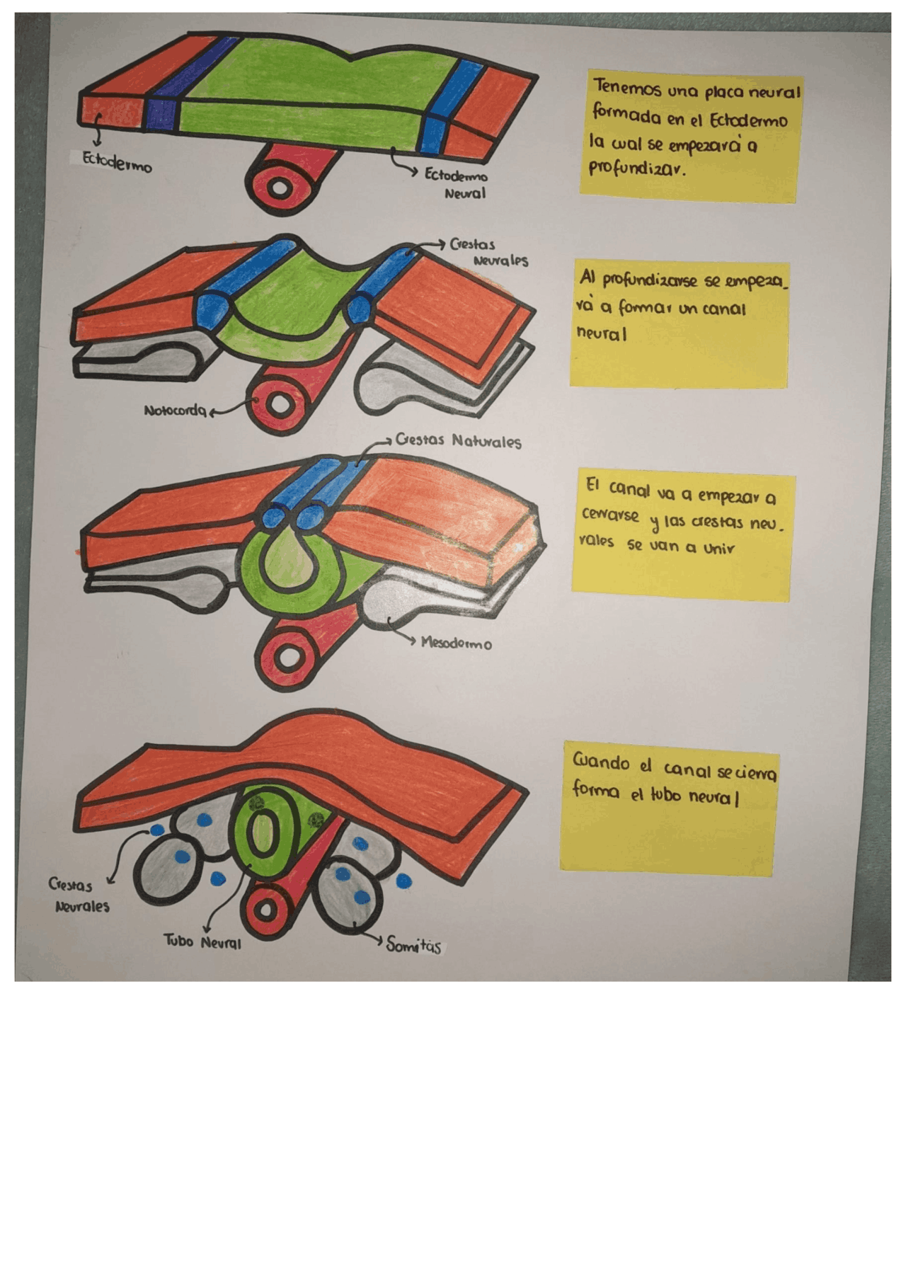 Neurulación y tubo neural | Apuntes de Embriología | Docsity