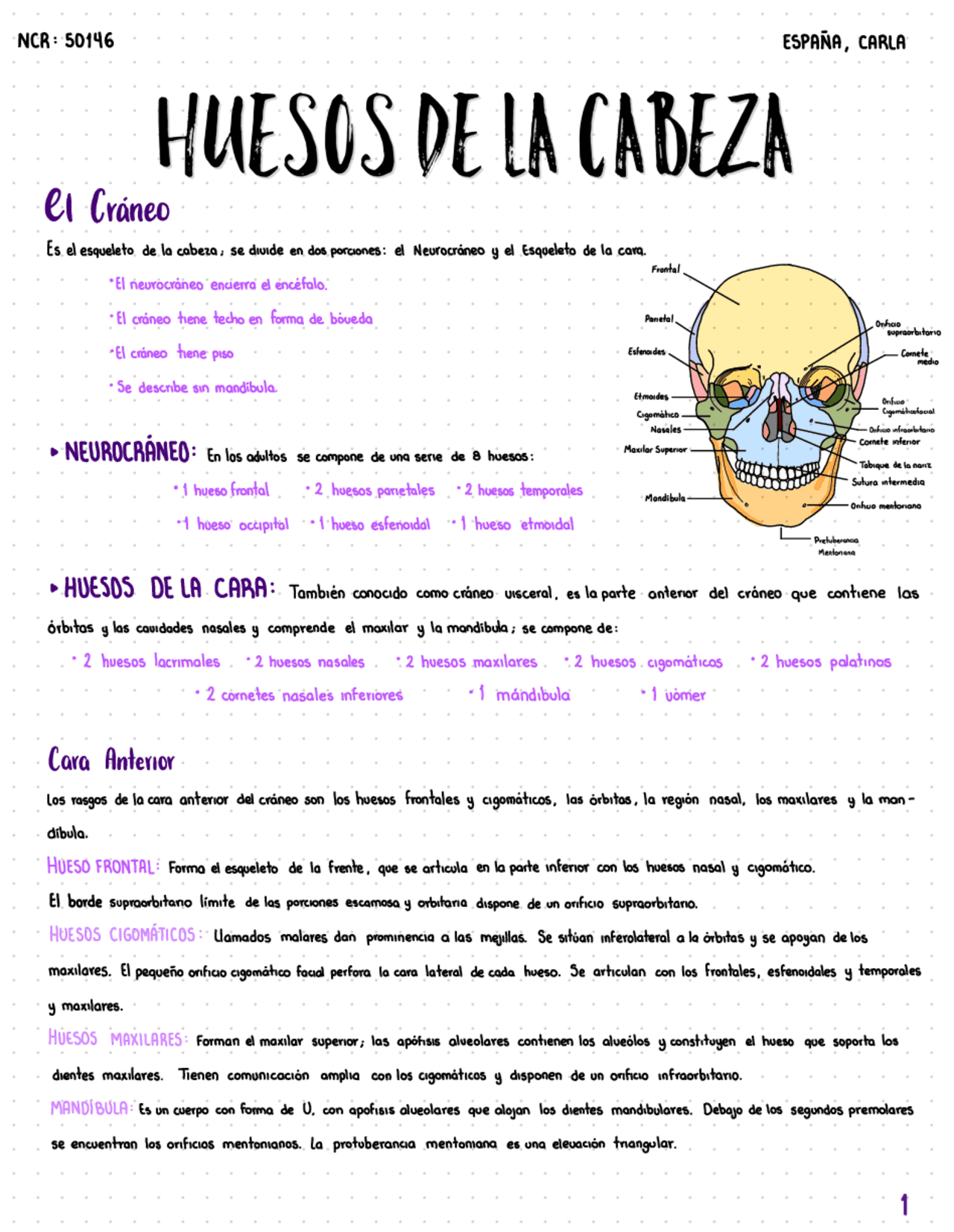 Anatomía Huesos De La Cabeza Apuntes De Anatomía Docsity