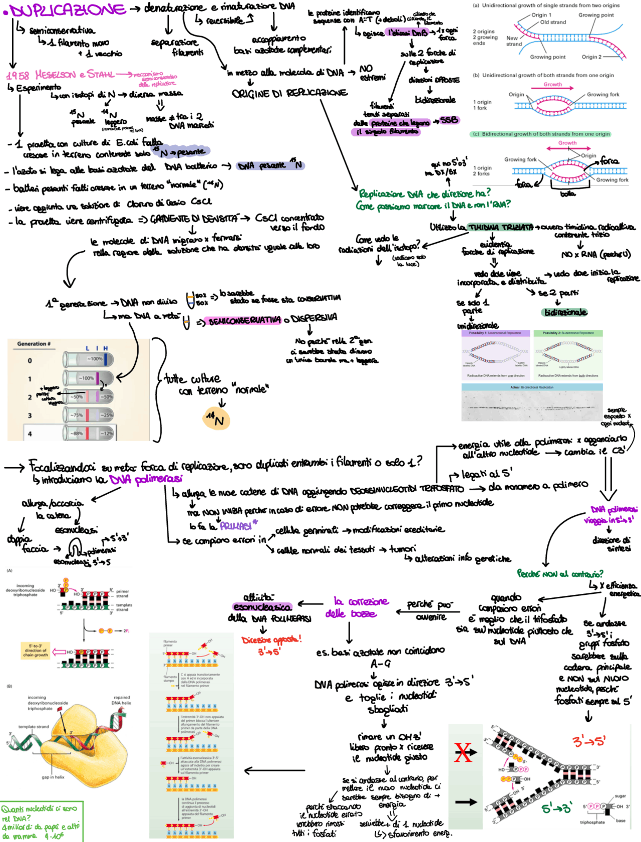 Duplicazione DNA e correzione bozze DNA polimerasi | Schemi e mappe ...