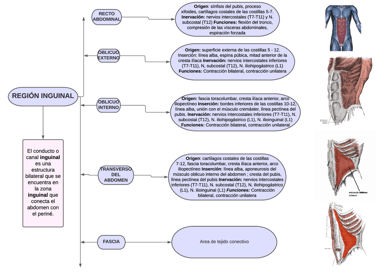 Mapa Conceptual RegiÓn Inguinal Anatomia Apuntes De Anatomía Docsity