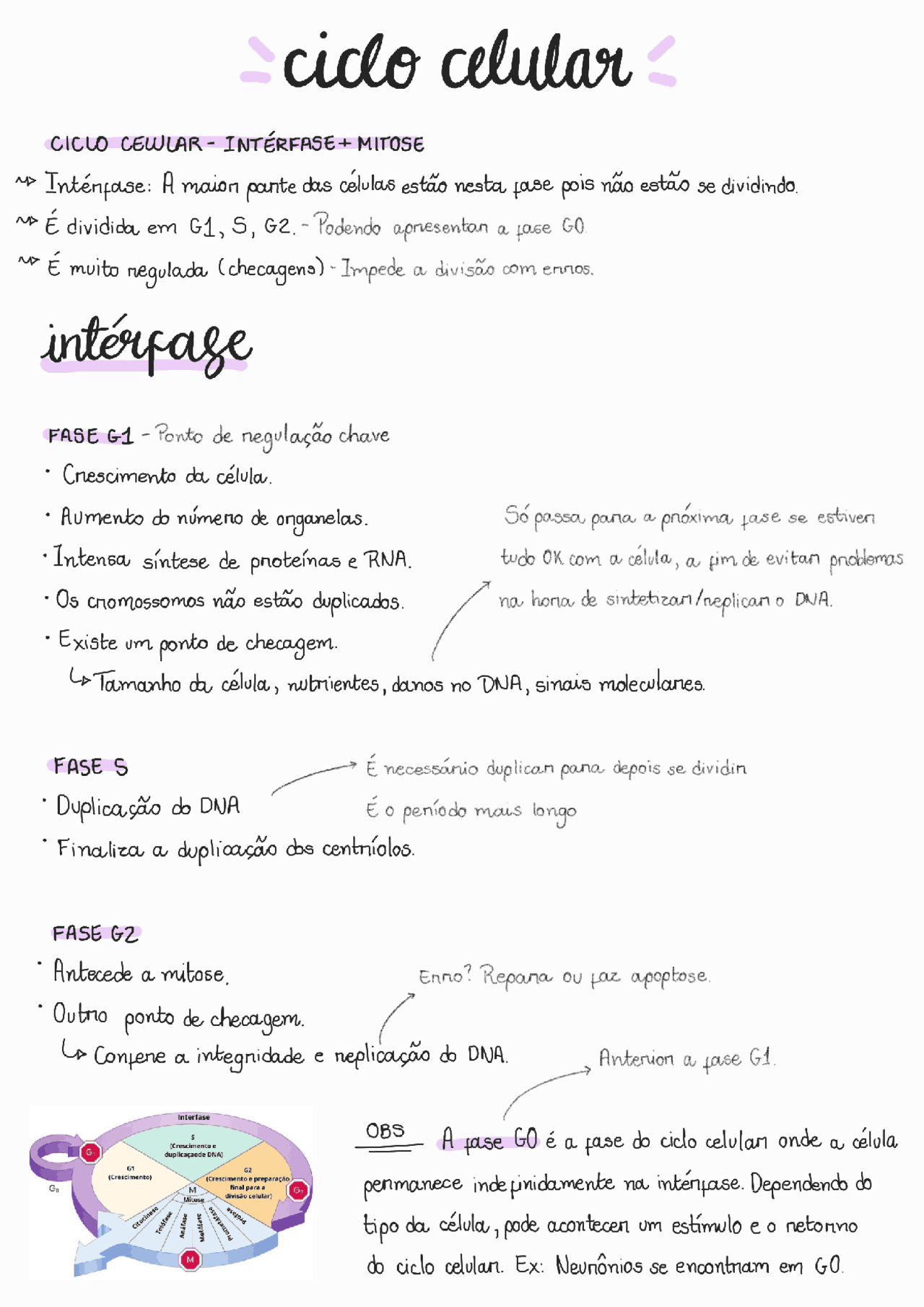 Ciclo Celular Mitose E Meiose Resumos Biologia Docsity