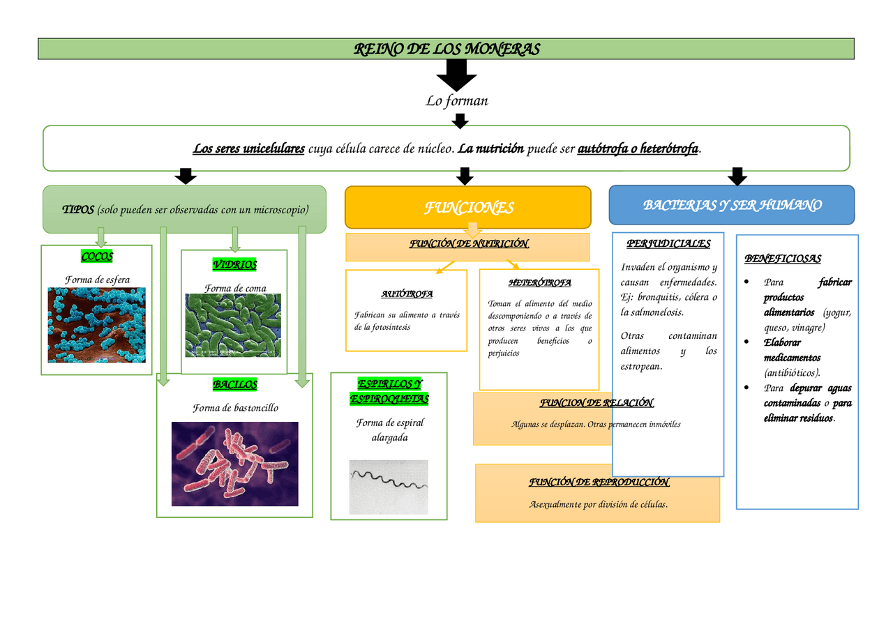 Esquema del reino de los moneras. | Esquemas y mapas conceptuales de ...