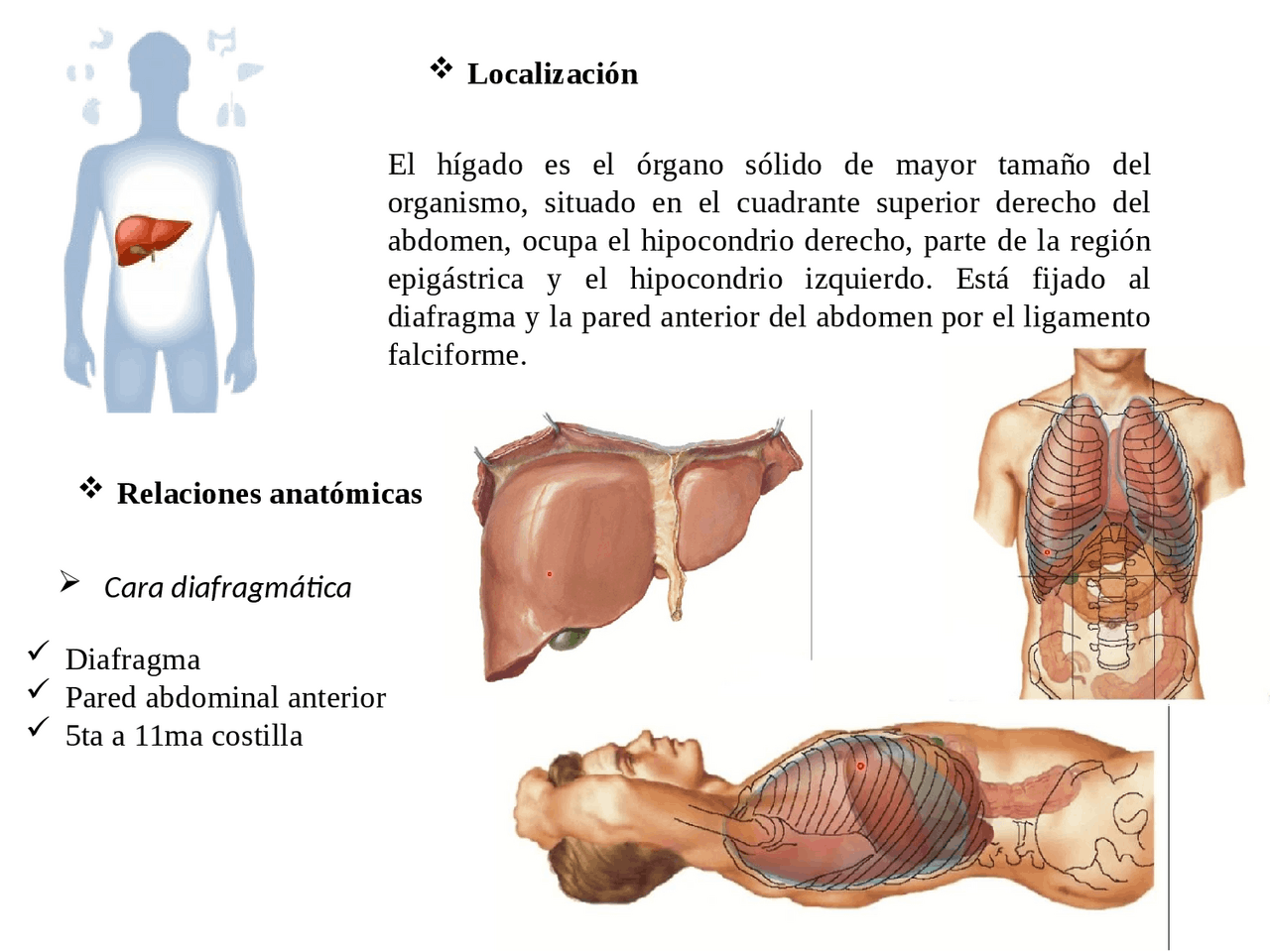 Higado (diapositiva) | Diapositivas de Anatomía | Docsity