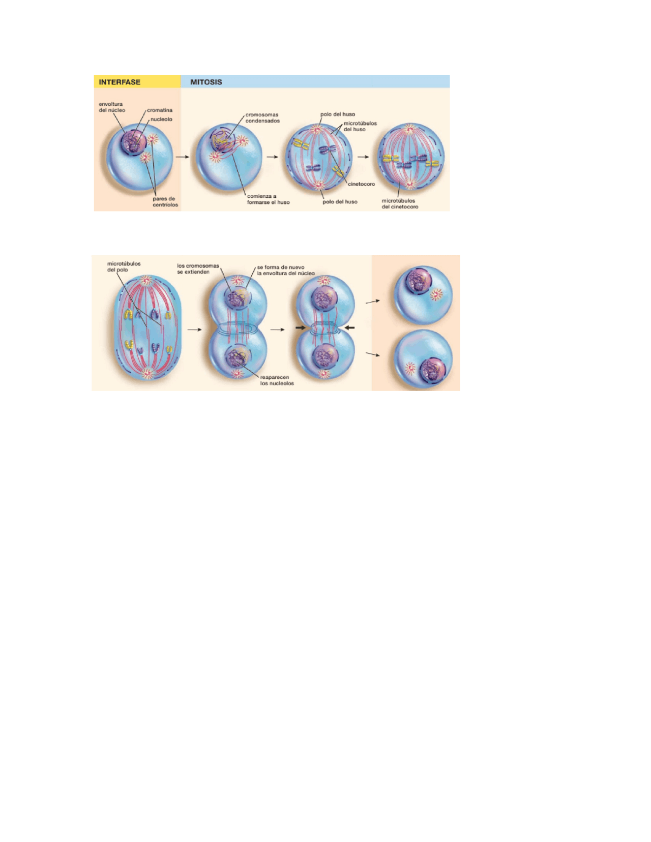 La interfase y mitosis esquematizado | Esquemas y mapas conceptuales de ...