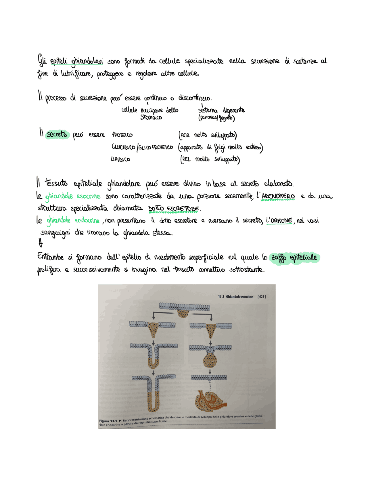 Epitelio Ghiandolare Appunti Di Istologia Docsity