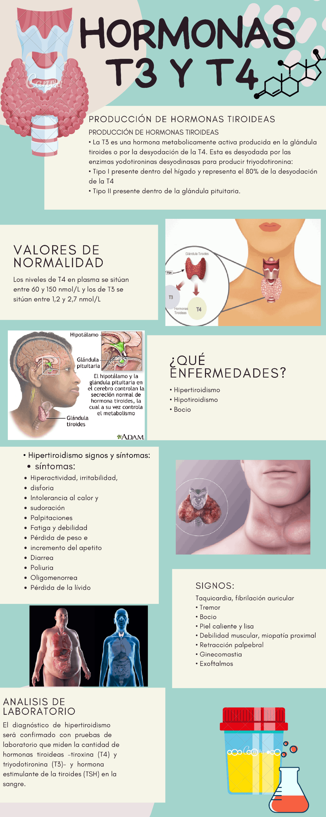 Hormonas t3 y t4 exposicion | Notas de estudo de Medicina | Docsity