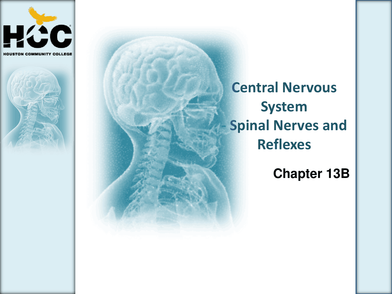 Spinal Nerves and Reflexes: A Comprehensive Guide to the Central ...