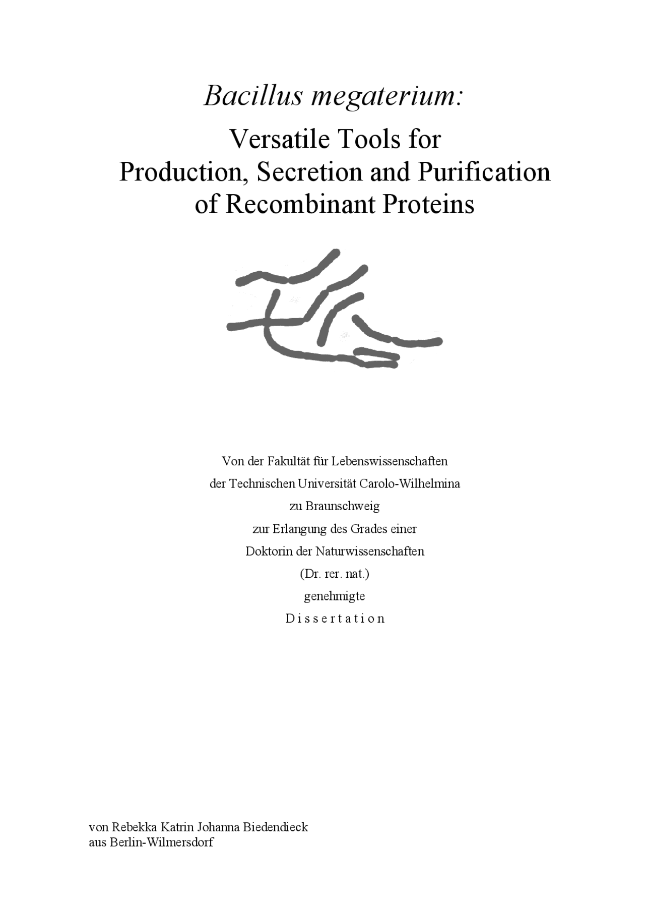 Bacillus megaterium: | Schemes and Mind Maps Construction | Docsity