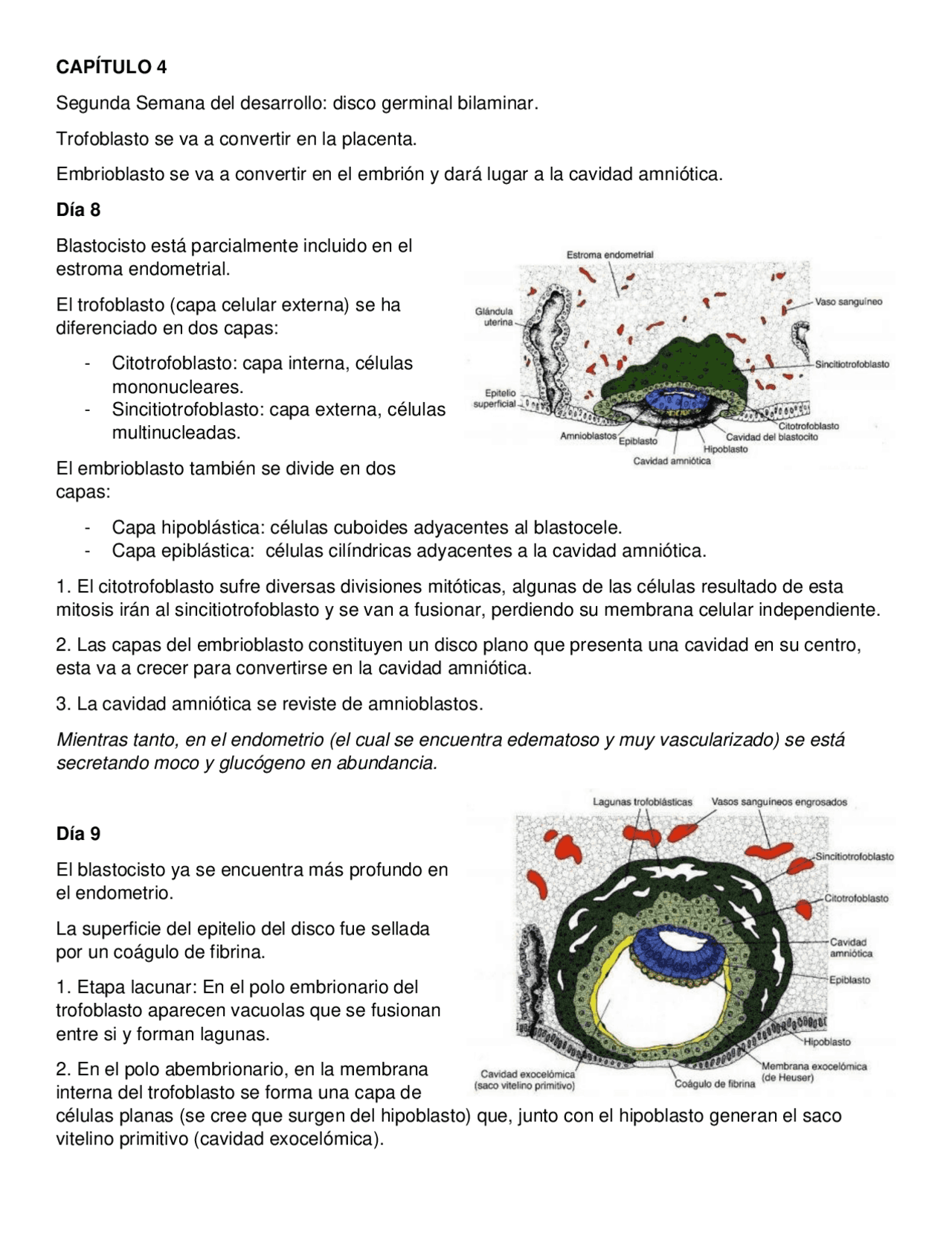 Capapítulo 4 Del Langman Resúmenes De Embriología Docsity