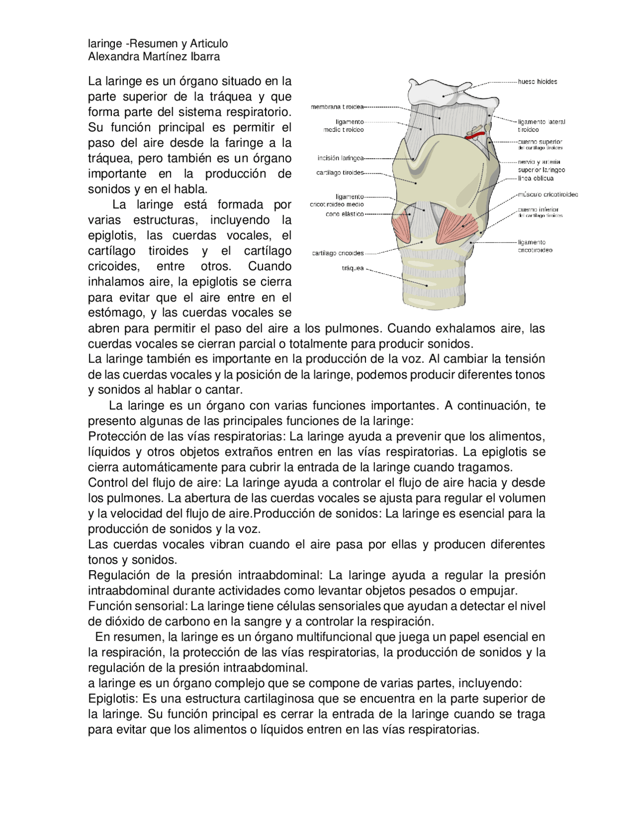Anatomia resumen sobre la laringe y sus caracteristicas que tiene ...