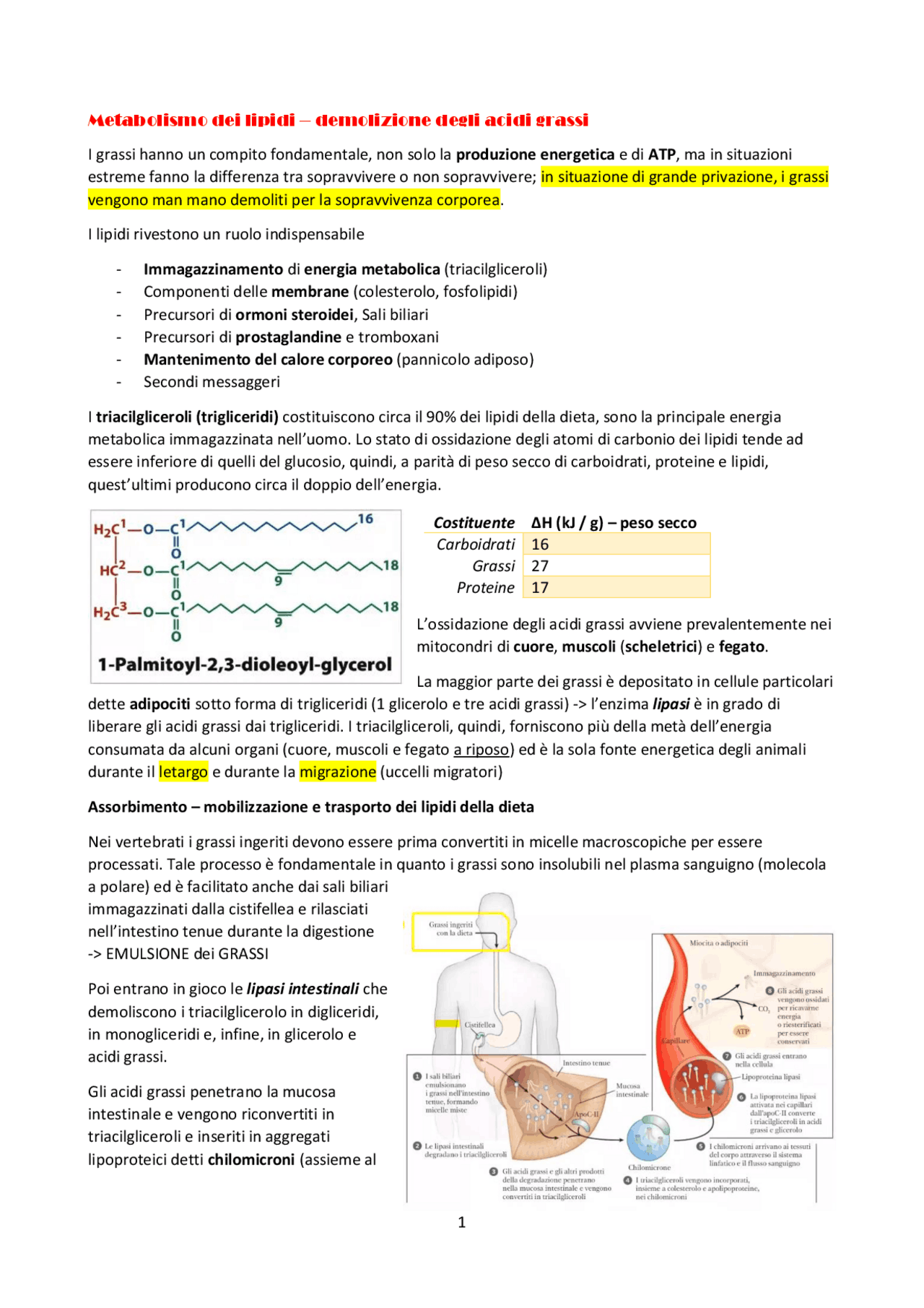 Metabolismo dei lipidi | Appunti di Biochimica | Docsity