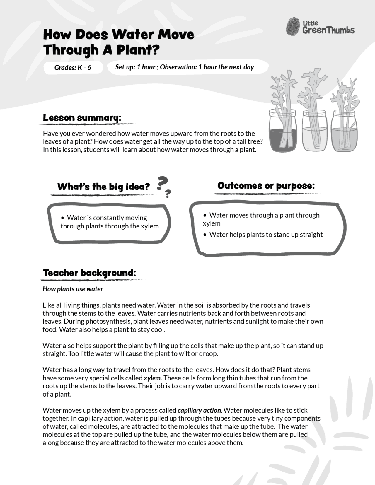 How Does Water Move Through A Plant? | Little Green Thumbs | Study ...