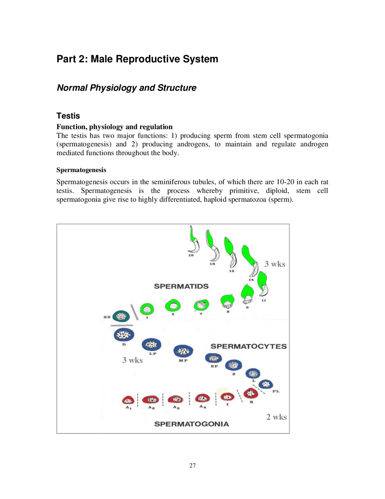 Part 2: Male Reproductive System | Exercises Physiology | Docsity