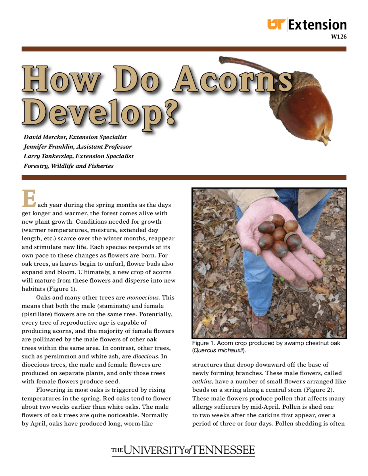 How Do Acorns Develop? | Schemes and Mind Maps Forestry | Docsity