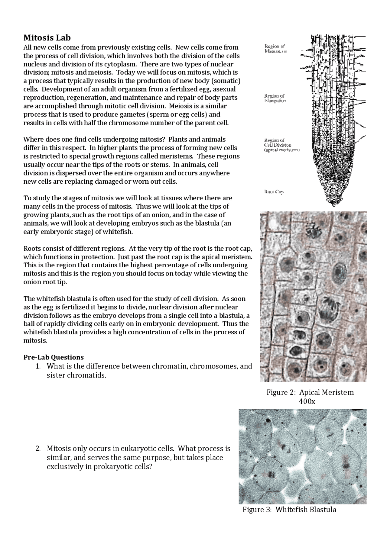 Mitosis Lab | Schemes and Mind Maps Cell Biology | Docsity