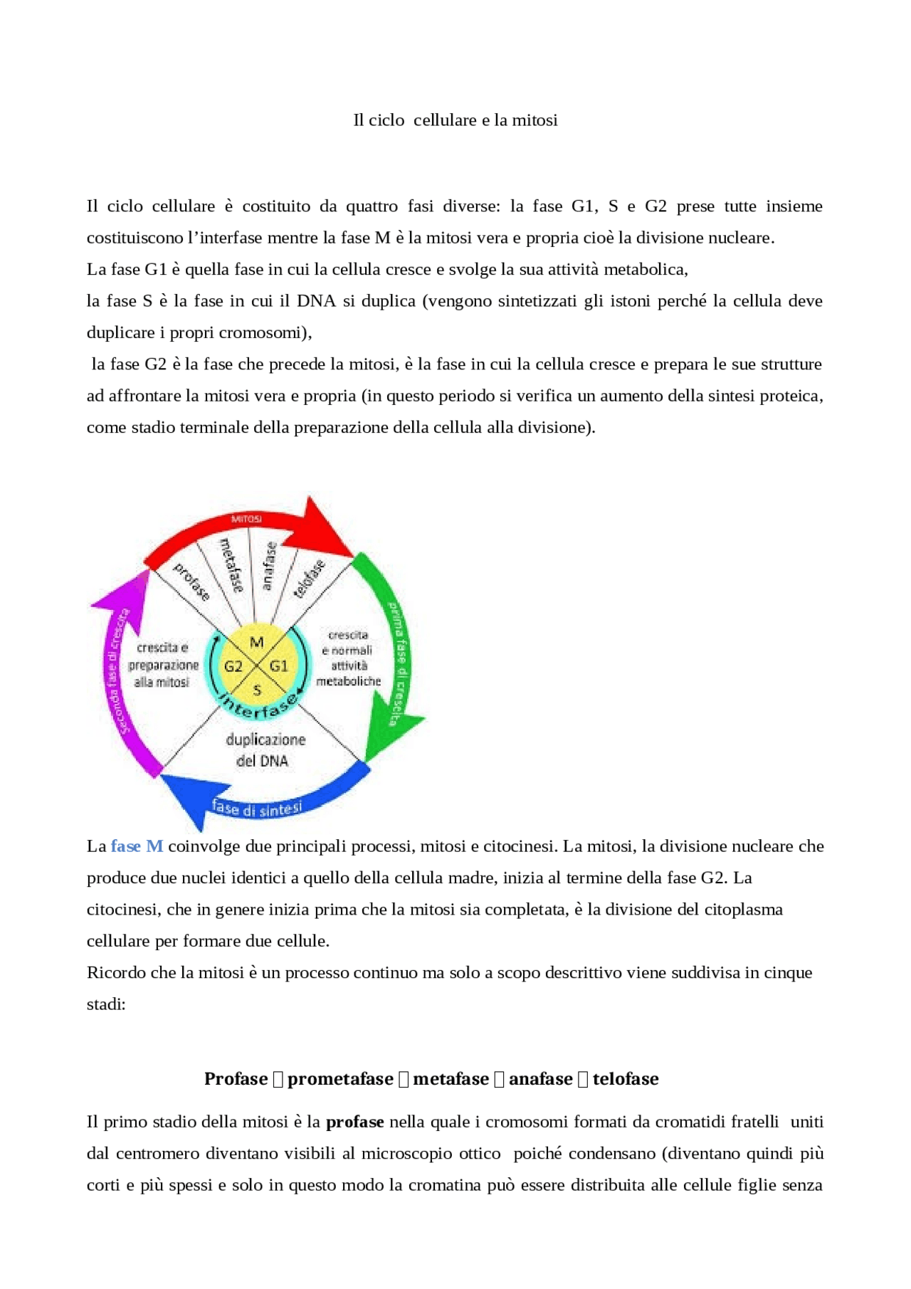 Mitosi, meiosi e differenziamento cellulare | Appunti di Biologia Cellulare | Docsity