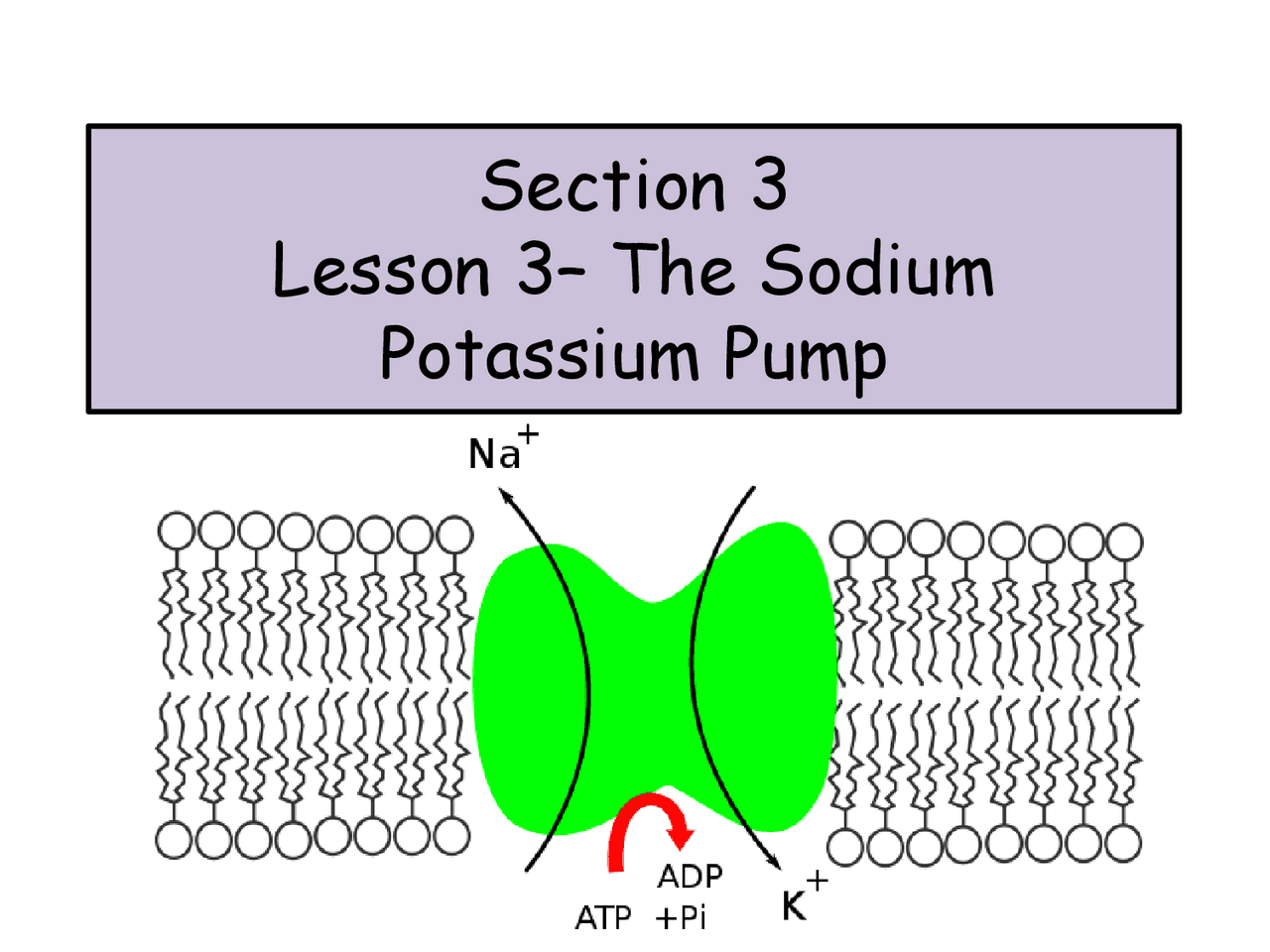 Section 3 Lesson 3– The Sodium Potassium Pump | Lecture notes Genetics ...