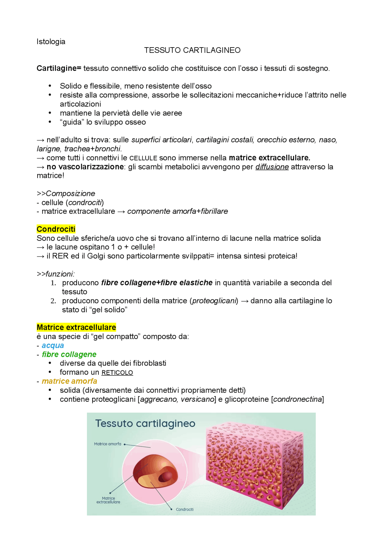 Cartilagine In Sintesi Sintesi Del Corso Di Istologia Docsity