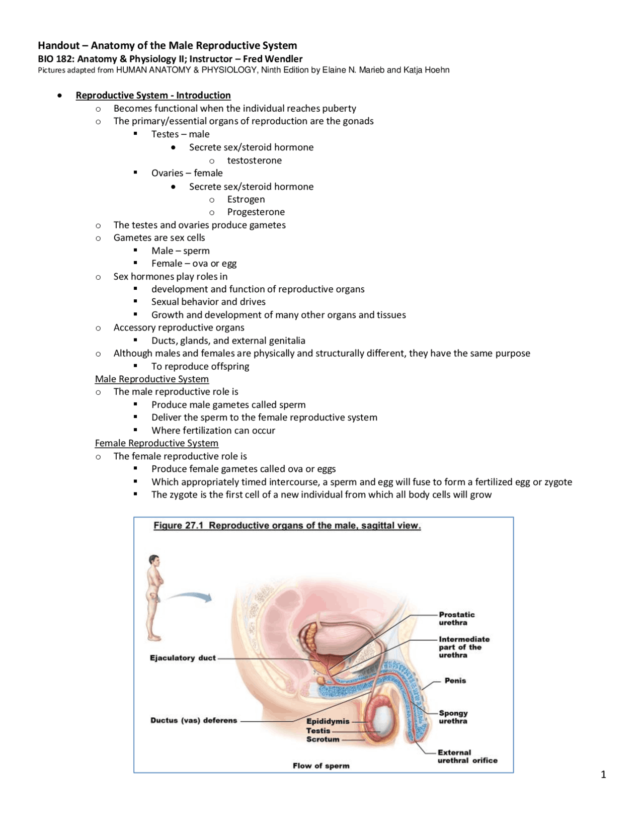 Handout – Anatomy of the Male Reproductive System 1 | Study notes ...