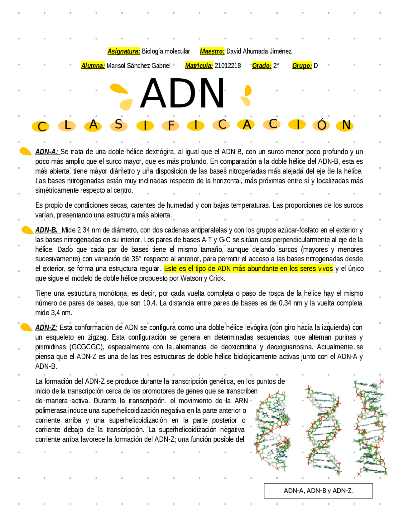 Explicación De Los Tipos De Adn Apuntes De Bioquímica Docsity