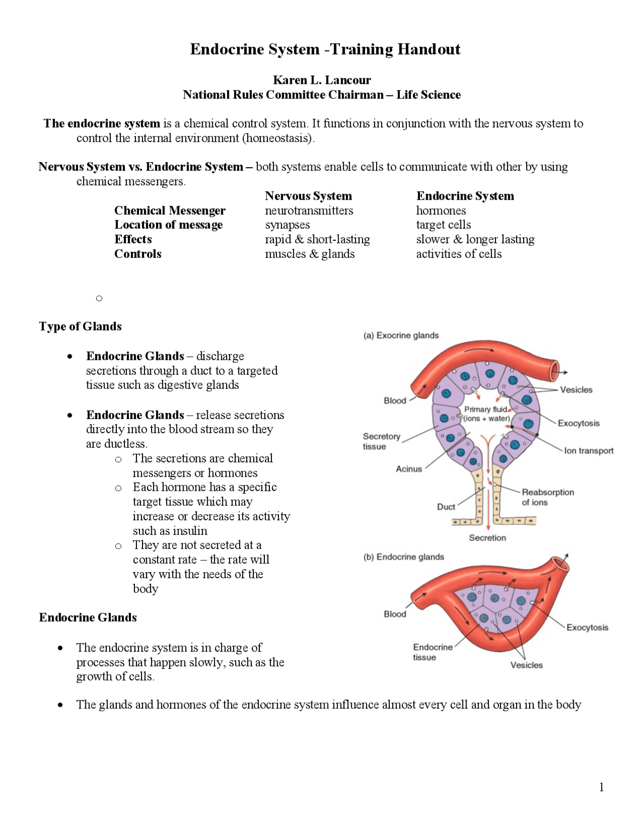 Endocrine System Training Handout Lecture Notes Nutrition Docsity