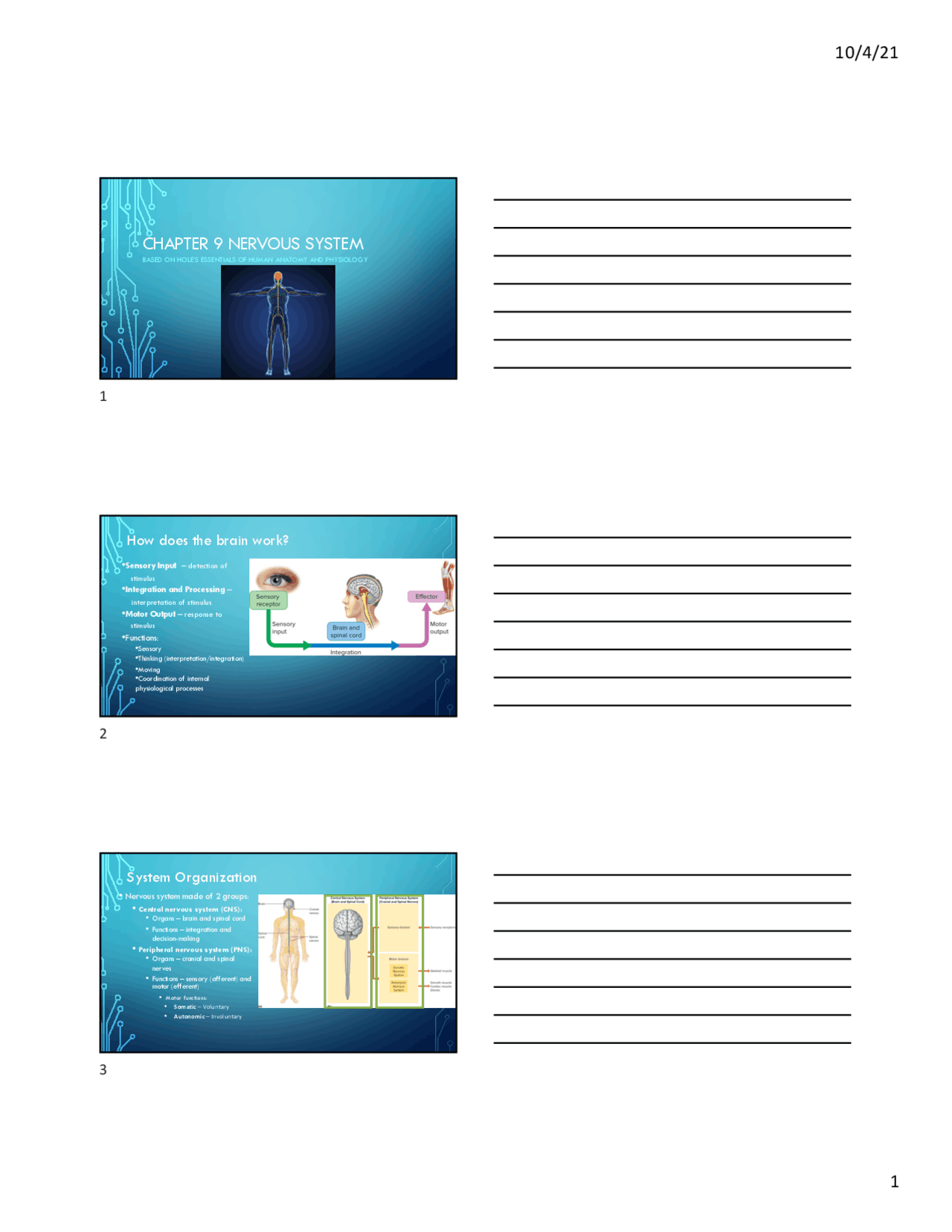Chapter 9 Nervous System Slides Decision Making Docsity