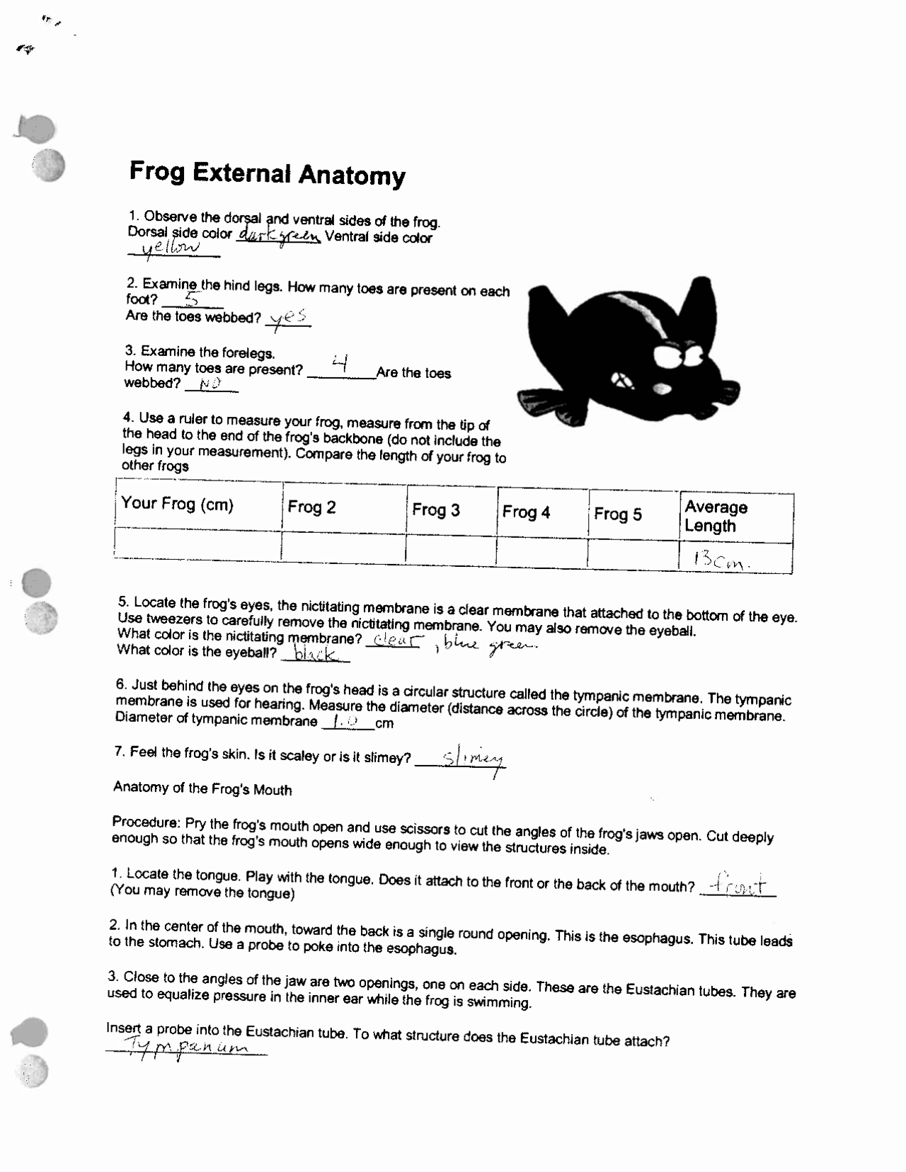 Frog External Anatomy Schemes And Mind Maps Anatomy Docsity