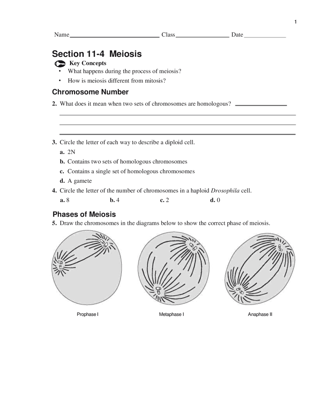 Section 11-4 Meiosis | Summaries Cell Biology | Docsity