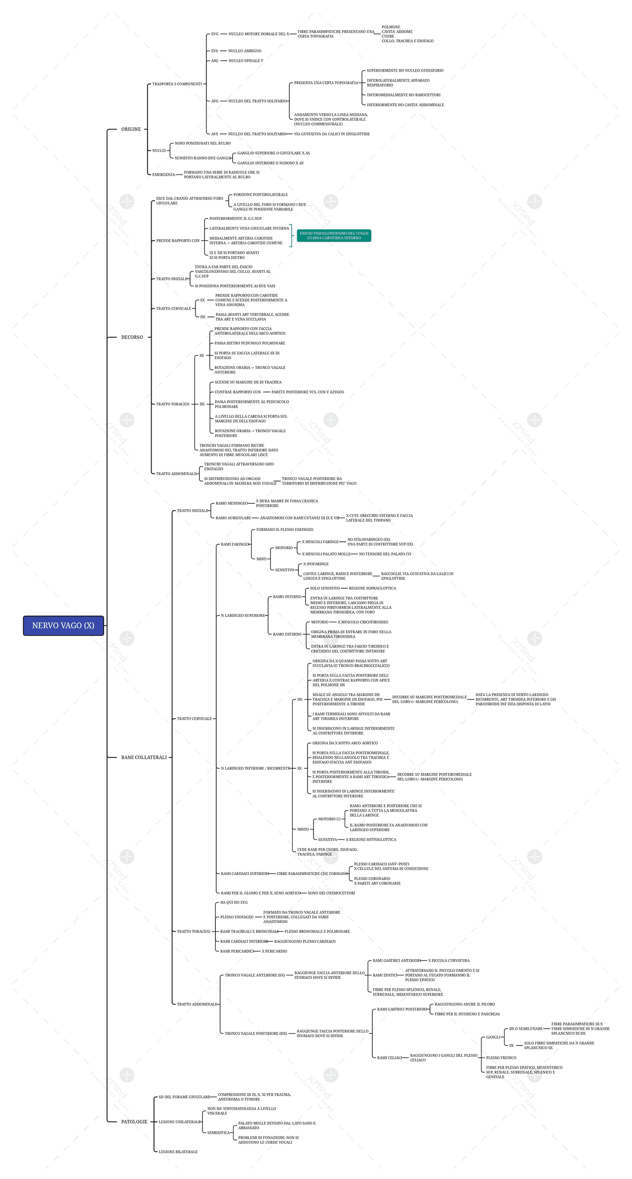 Nervi Cranici Vago Schemi E Mappe Concettuali Di Anatomia Docsity