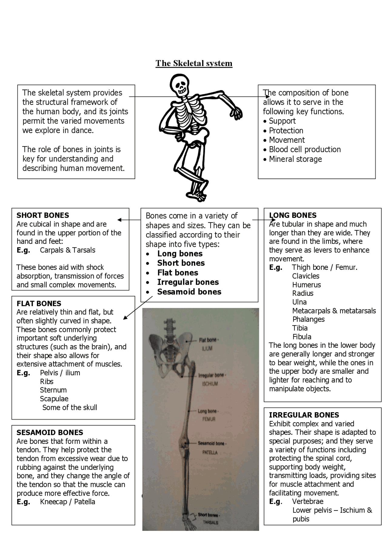 The Skeletal System Lecture Notes Dance Docsity
