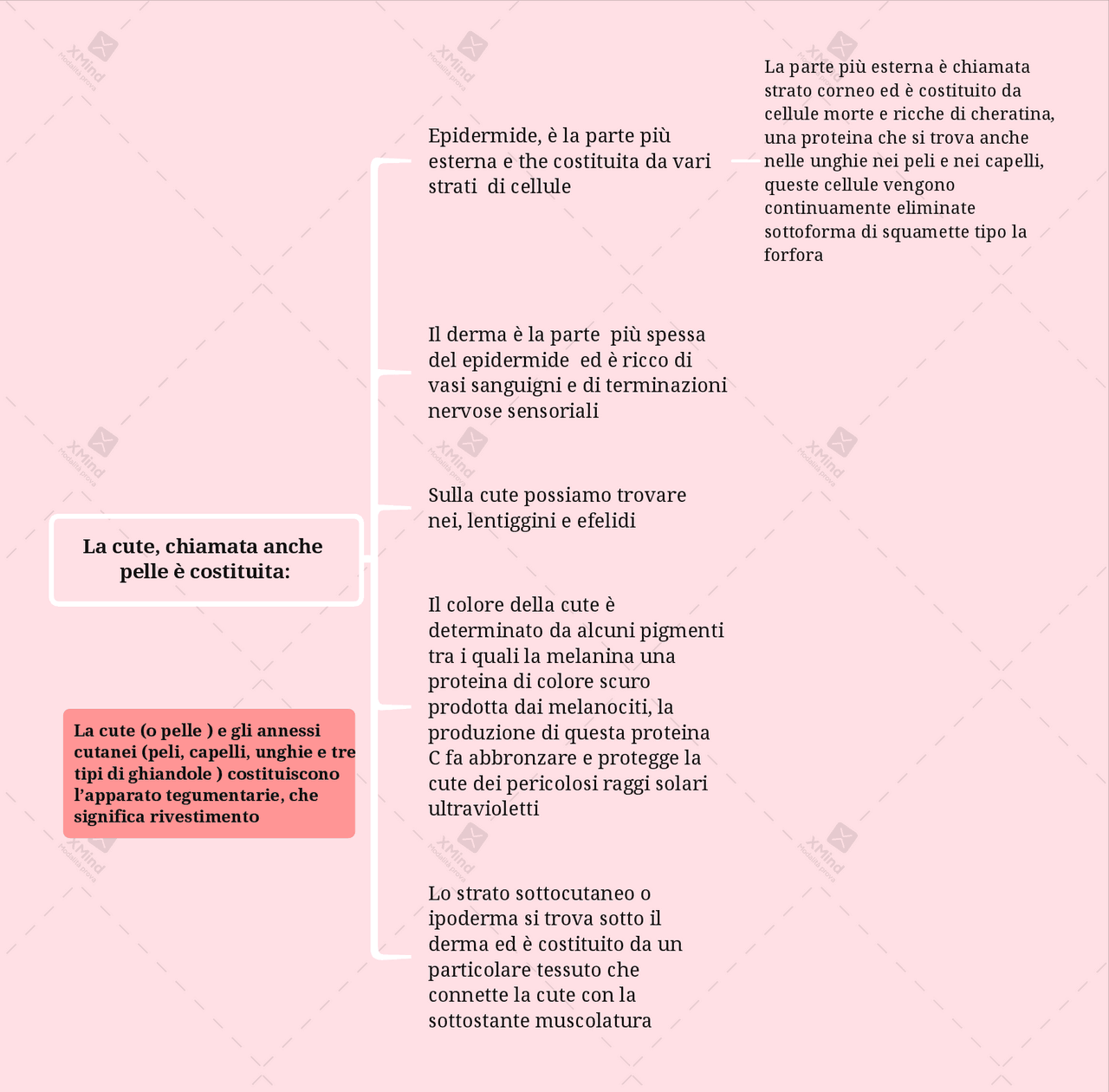 Mappa concettuale sulla cute | Schemi e mappe concettuali di Scienze ...