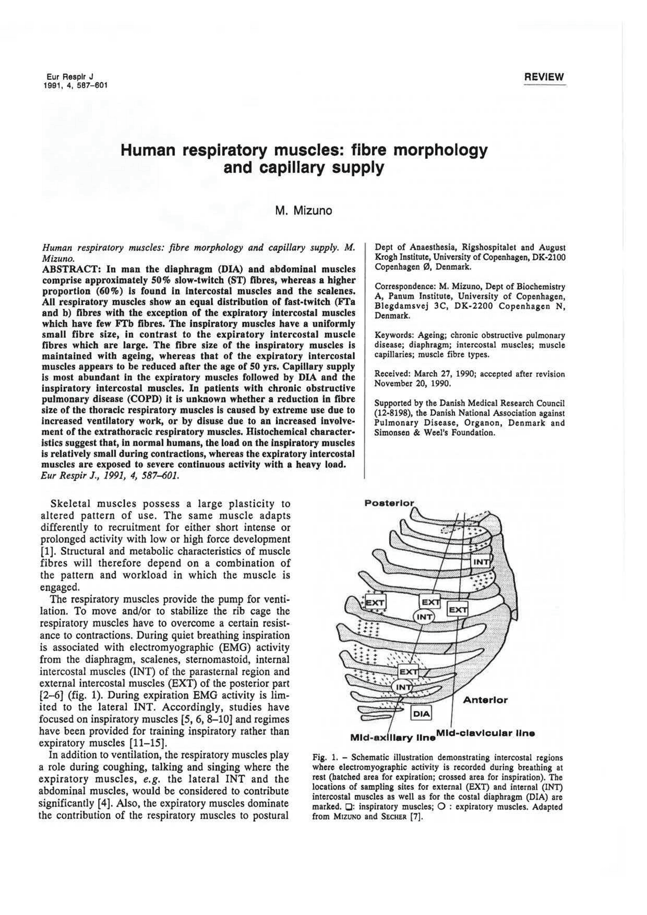 Human respiratory muscles: fibre morphology and capillary ... | Schemes ...