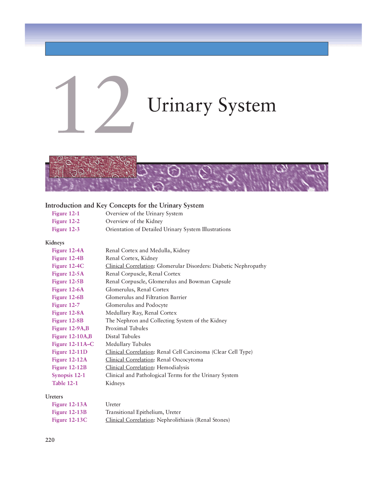 Urinary System Exams Human Biology Docsity