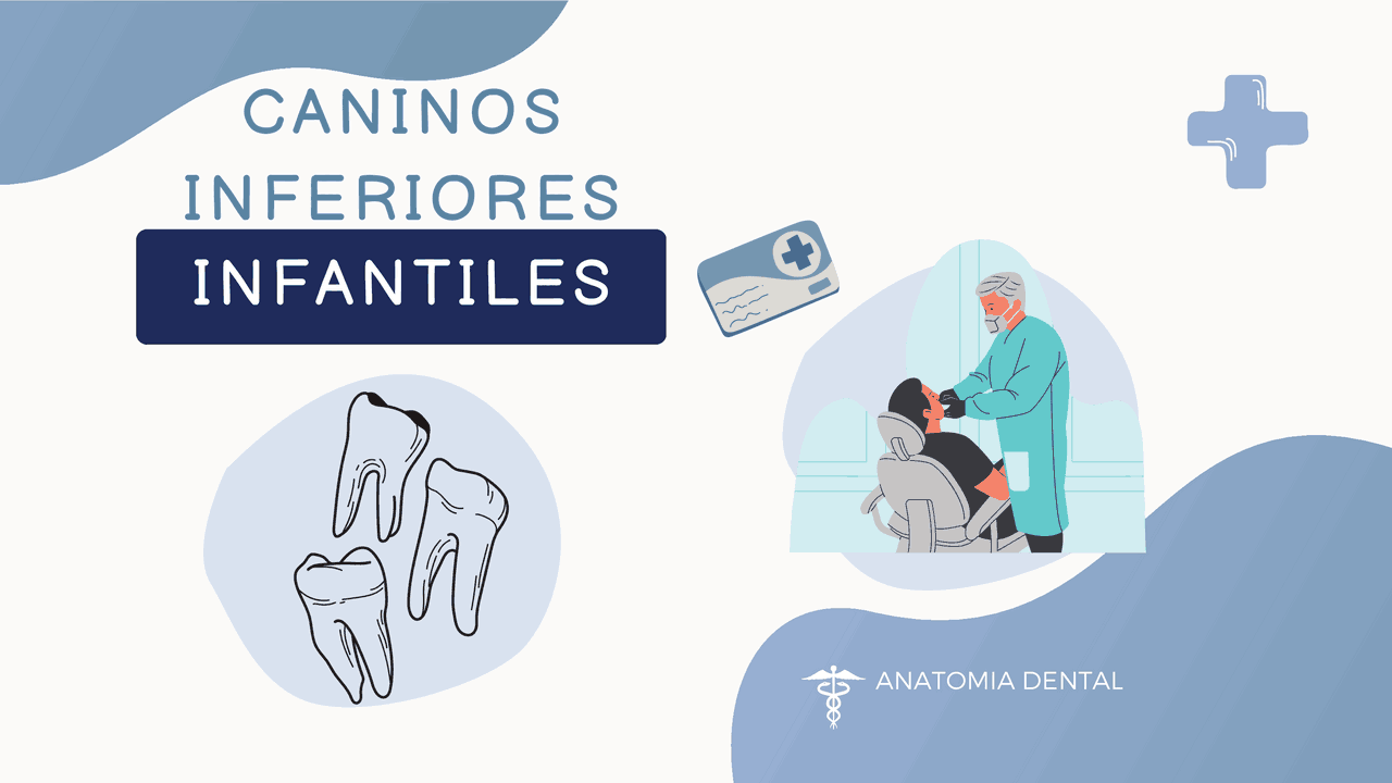 Diente canino inferior infantil | Diapositivas de Anatomía Dental | Docsity