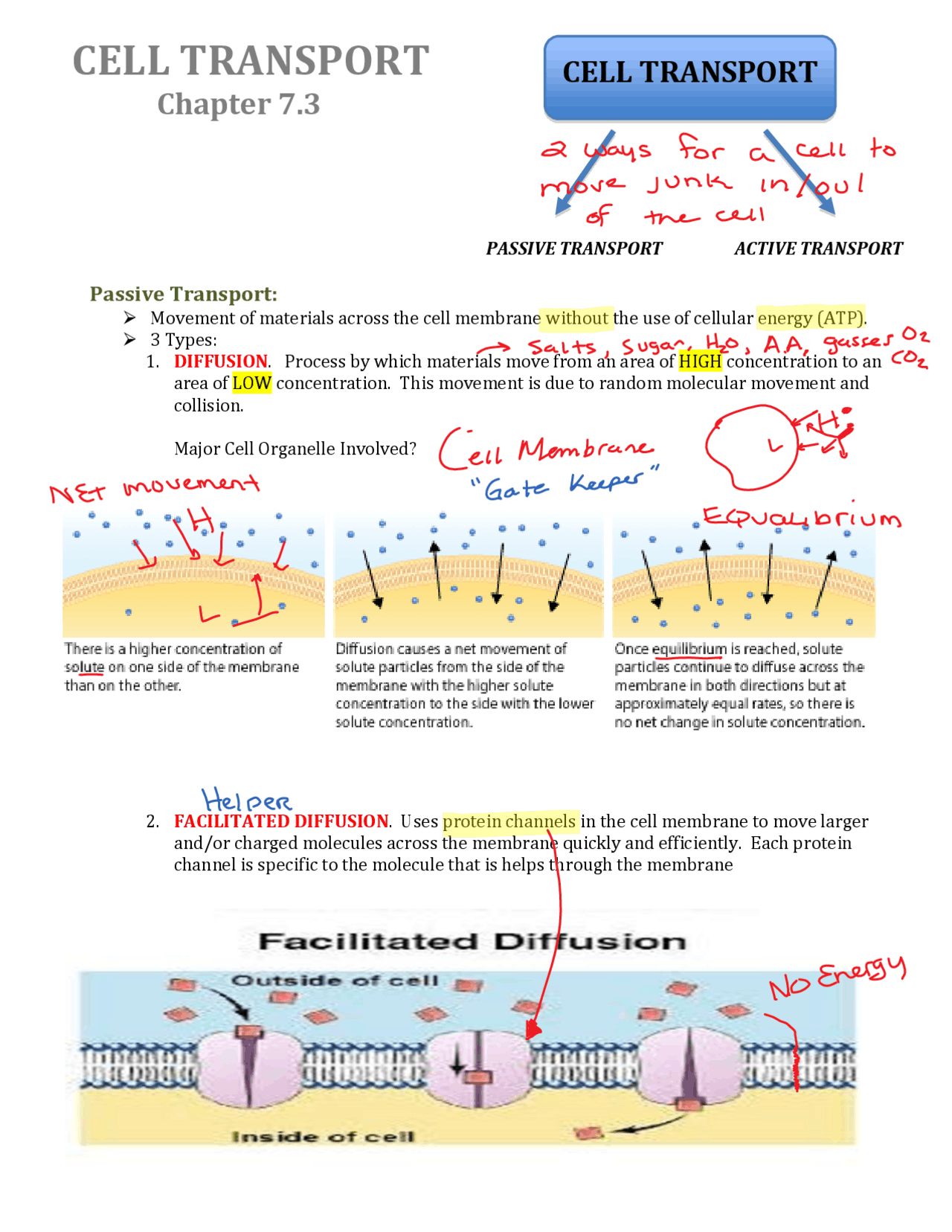 CELL TRANSPORT | Summaries Cell Biology | Docsity
