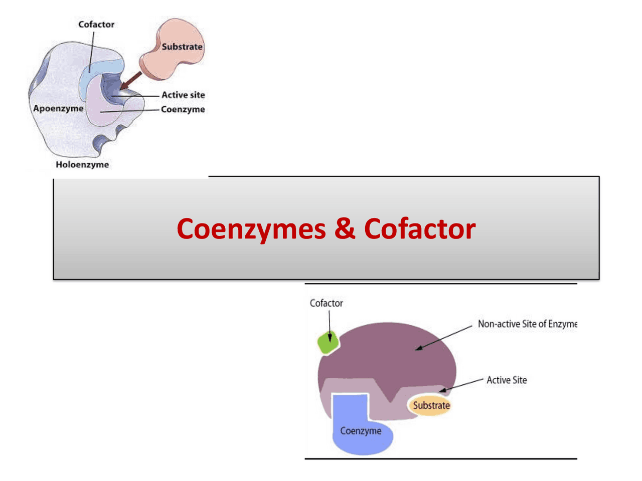 Coenzymes And Cofactor Summaries Acting Docsity