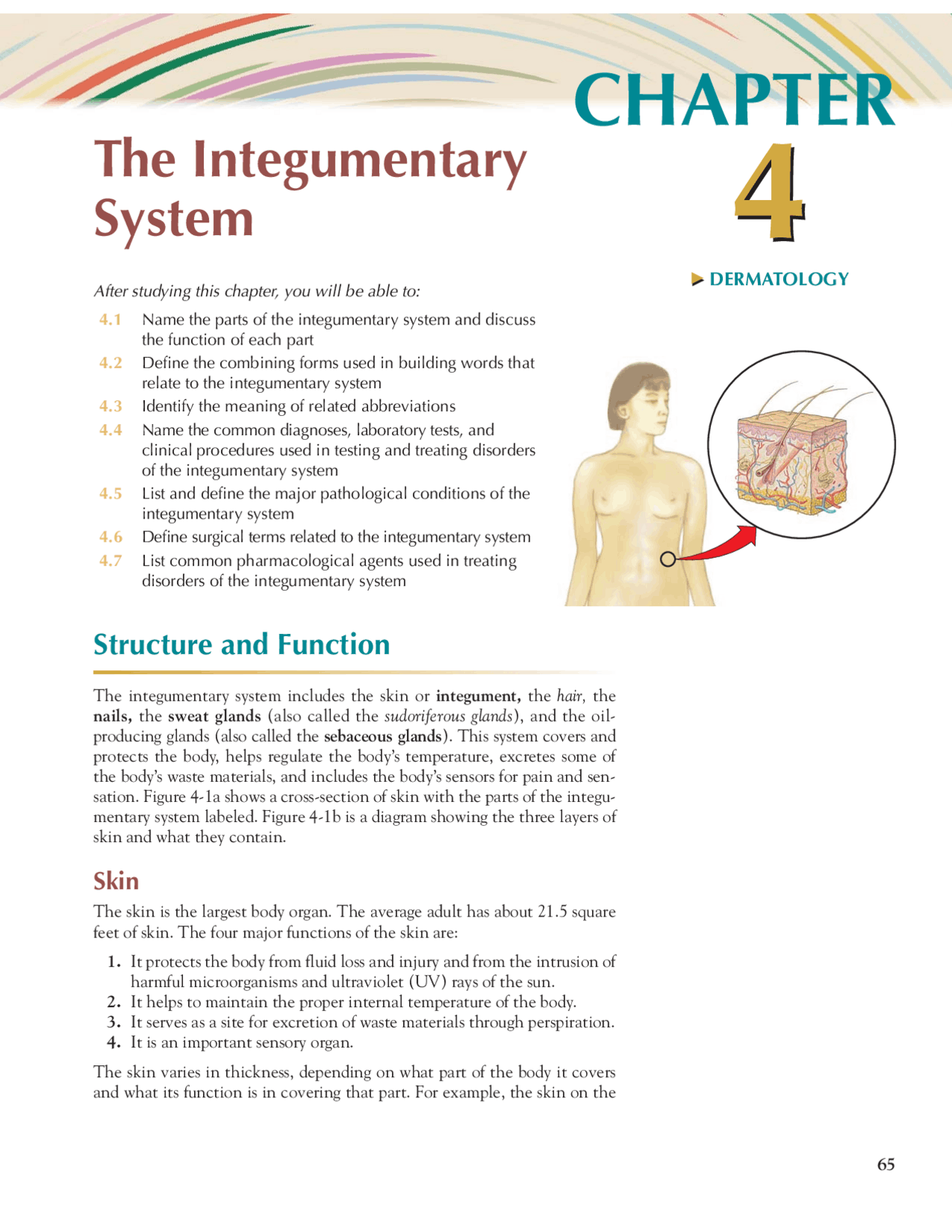 The Integumentary System | Study notes Latin | Docsity