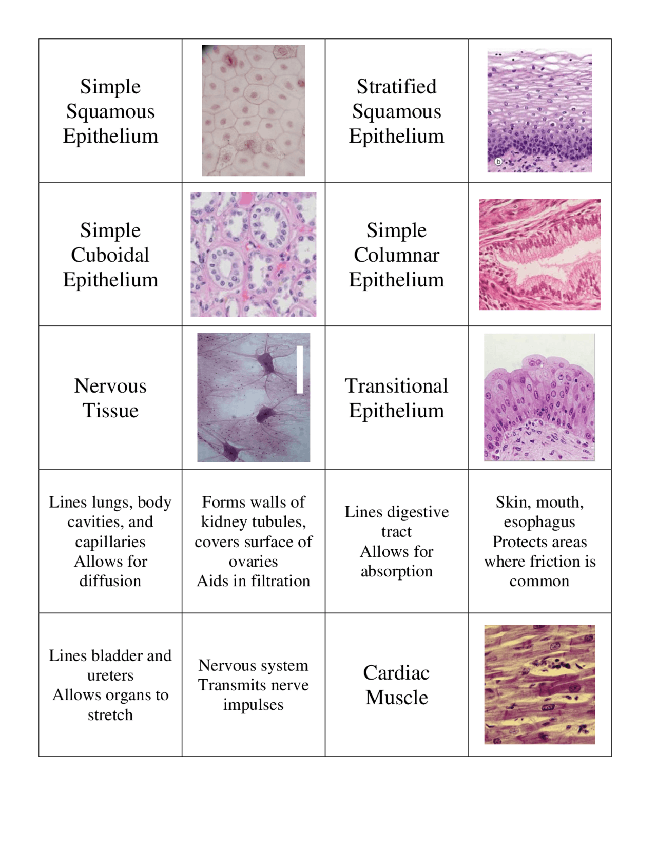 Lines lungs, body | Schemes and Mind Maps Biology | Docsity
