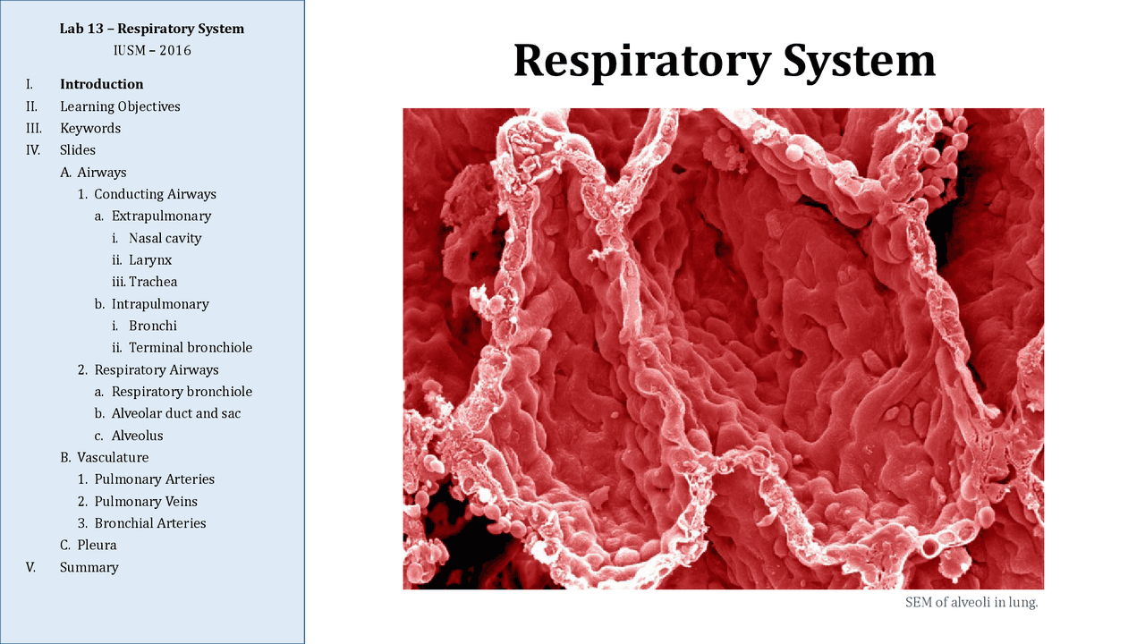 Respiratory System Lecture Notes Biological Systems Docsity