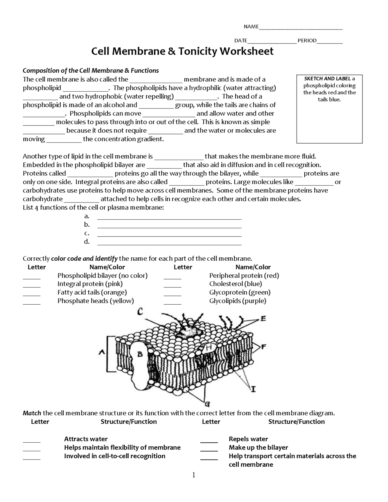 Cell Membrane & Tonicity Worksheet | Summaries Cell Biology | Docsity