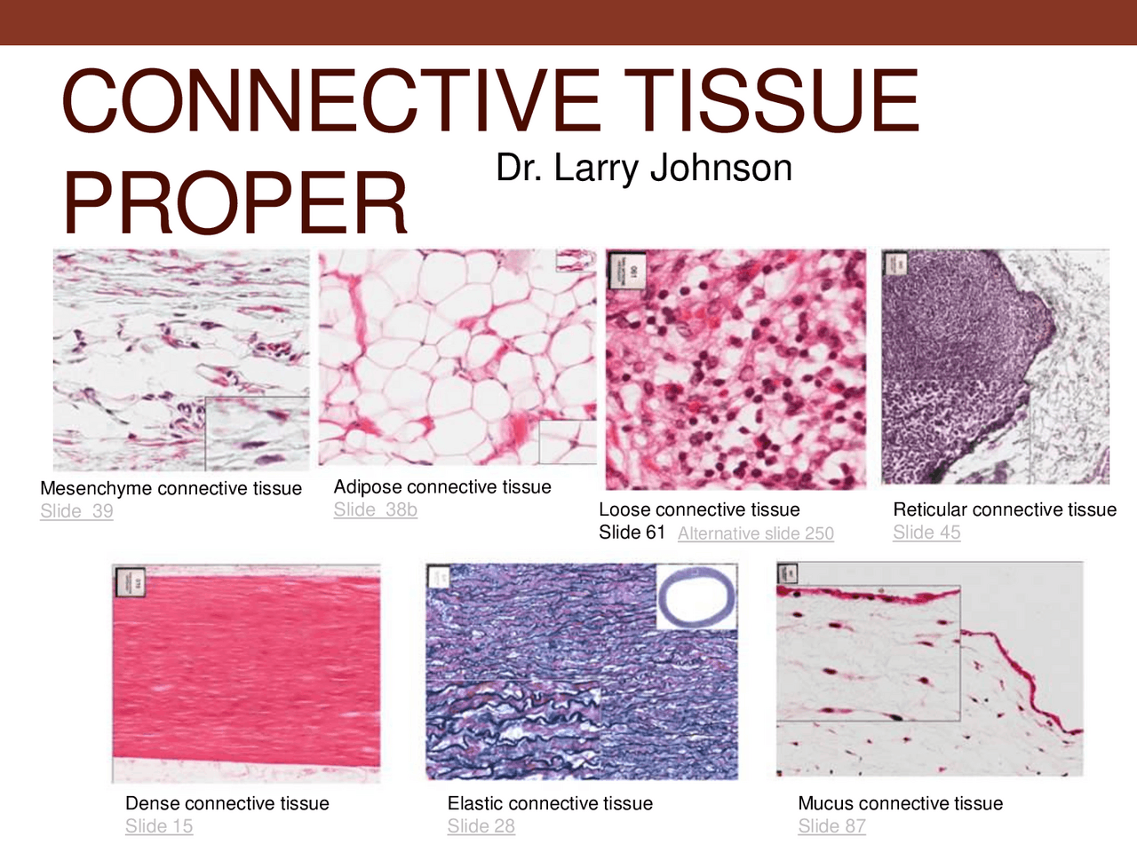 Connective Tissue Histology NBKomputer Connective Tissue Histology NBKomputer