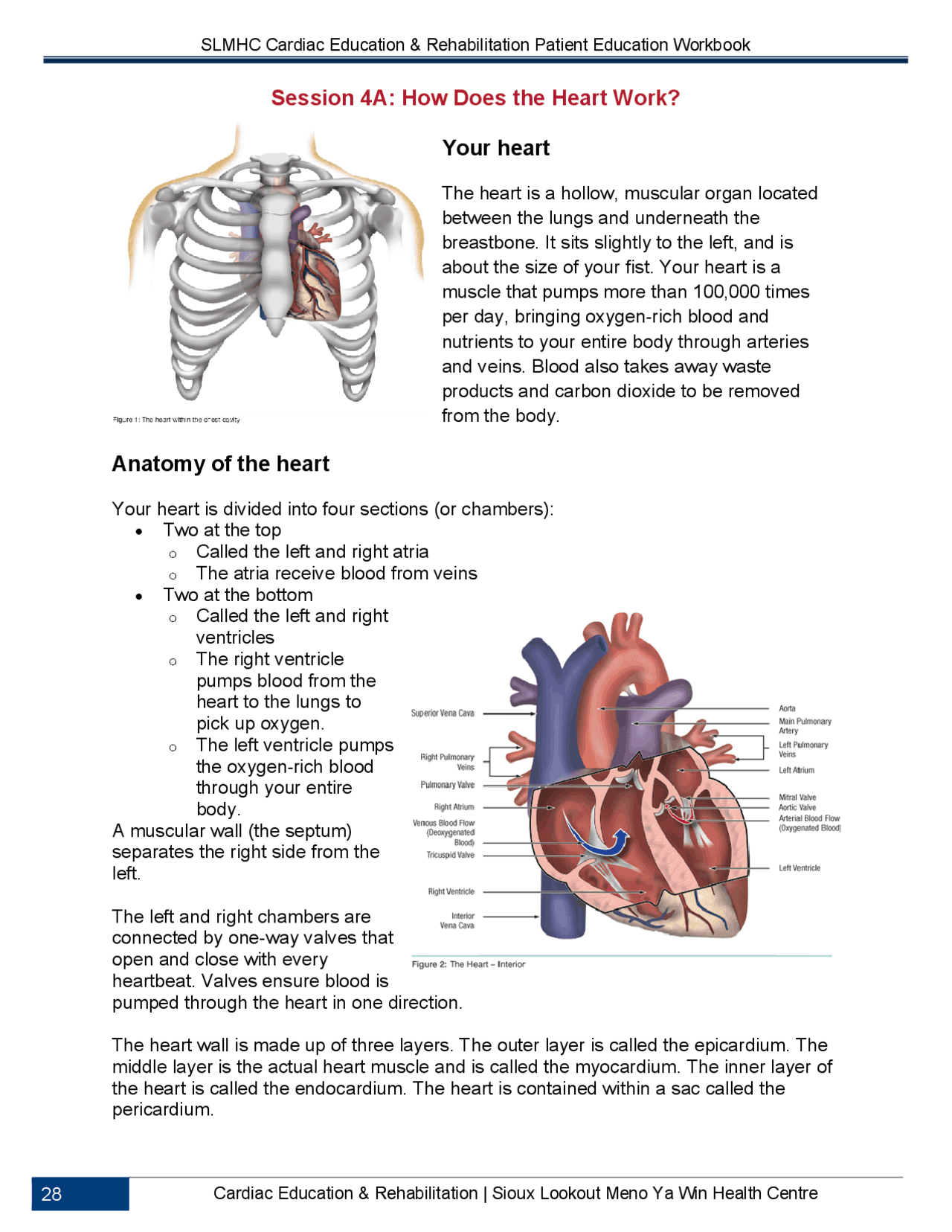 Session 4a- How does the heart work | Exercises Anatomy | Docsity