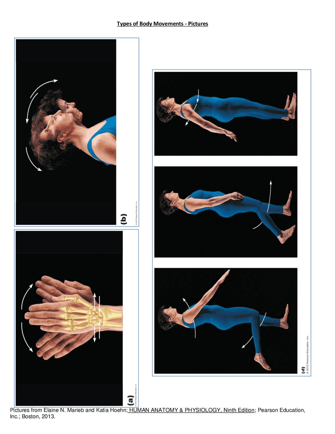 Types Of Body Movements Summaries Anatomy Docsity