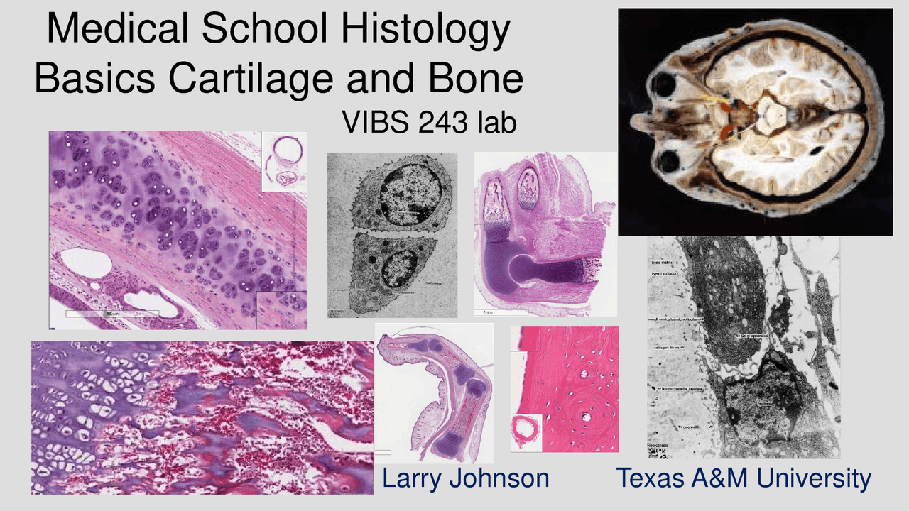 Medical School Histology Basics Cartilage and Bone | Summaries ...