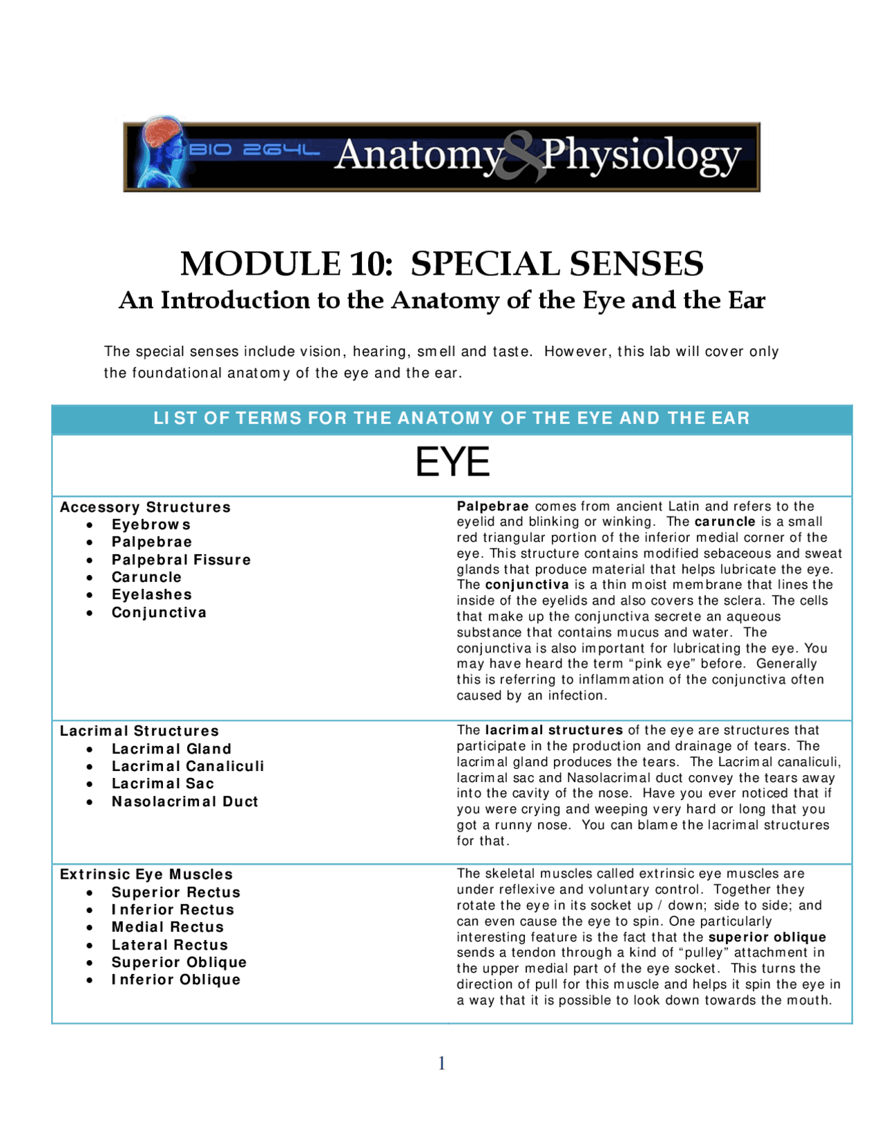 Module 10 Special Senses Exercises Anatomy Docsity