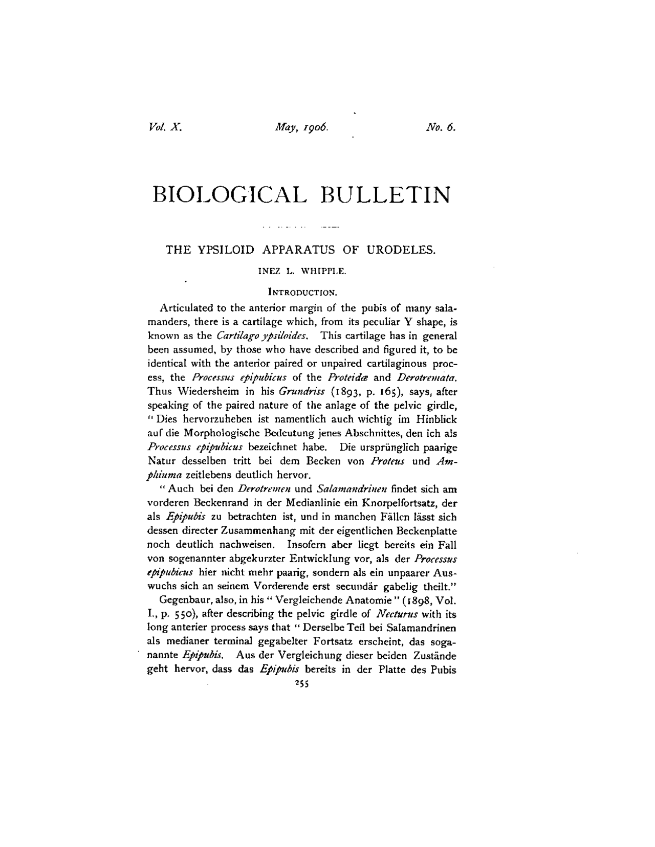 THE YPSILOID APPARATUS OF URODELES | Exams Anatomy | Docsity