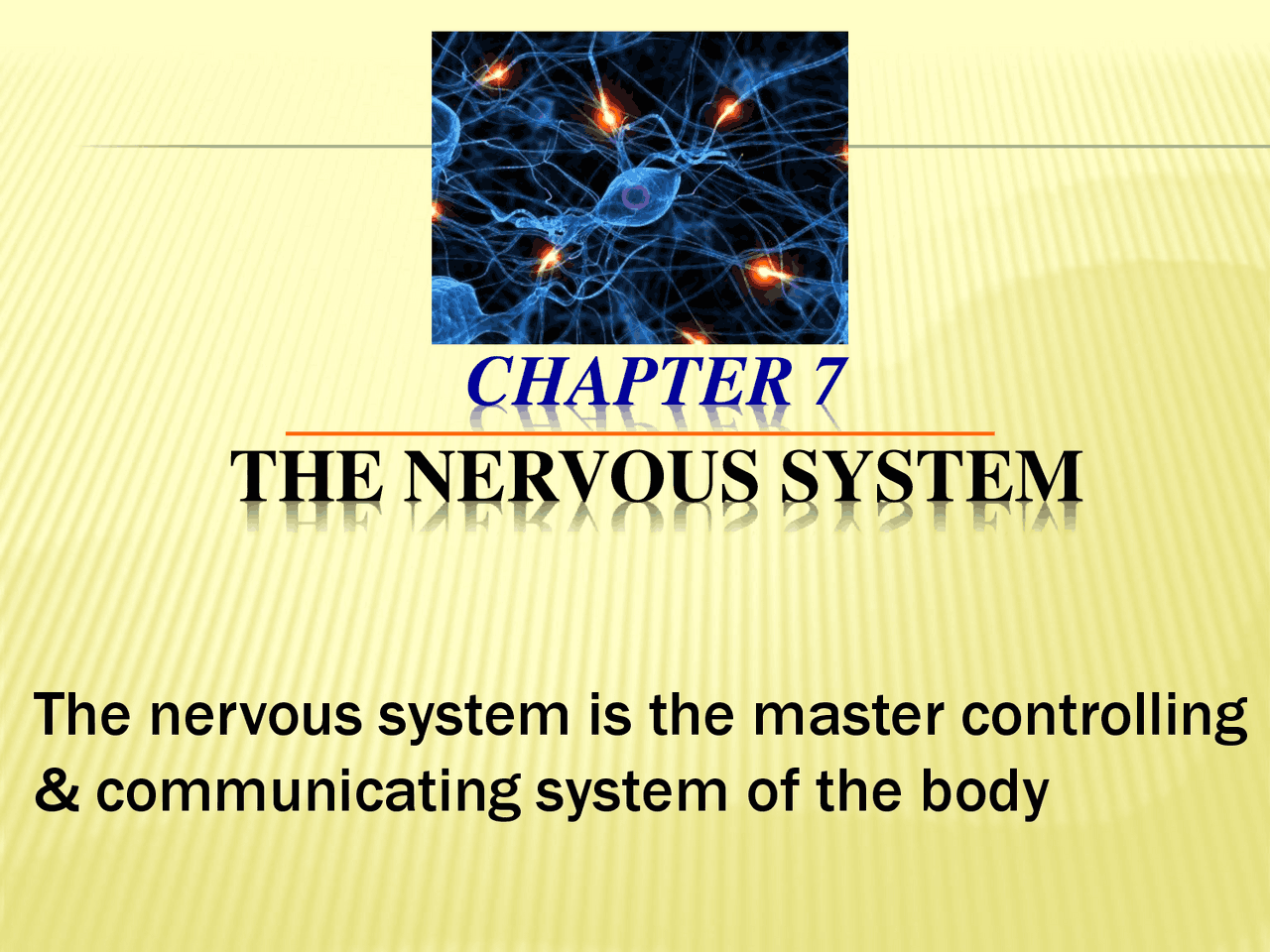 Nerve activates contraction | Exercises Anatomy | Docsity