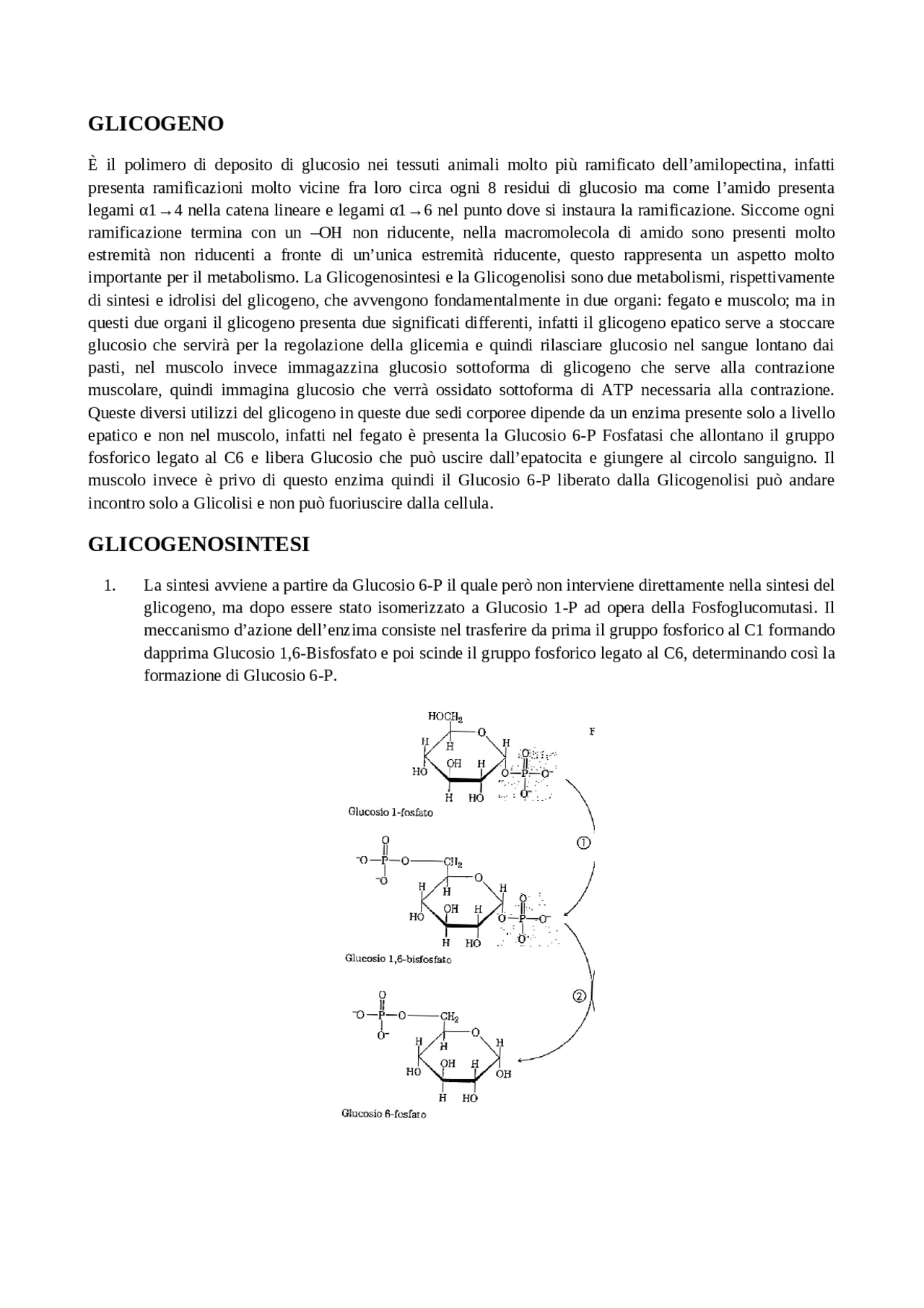 GLICOGENO (Definizione e Metabolismo) | Sbobinature di Biochimica | Docsity